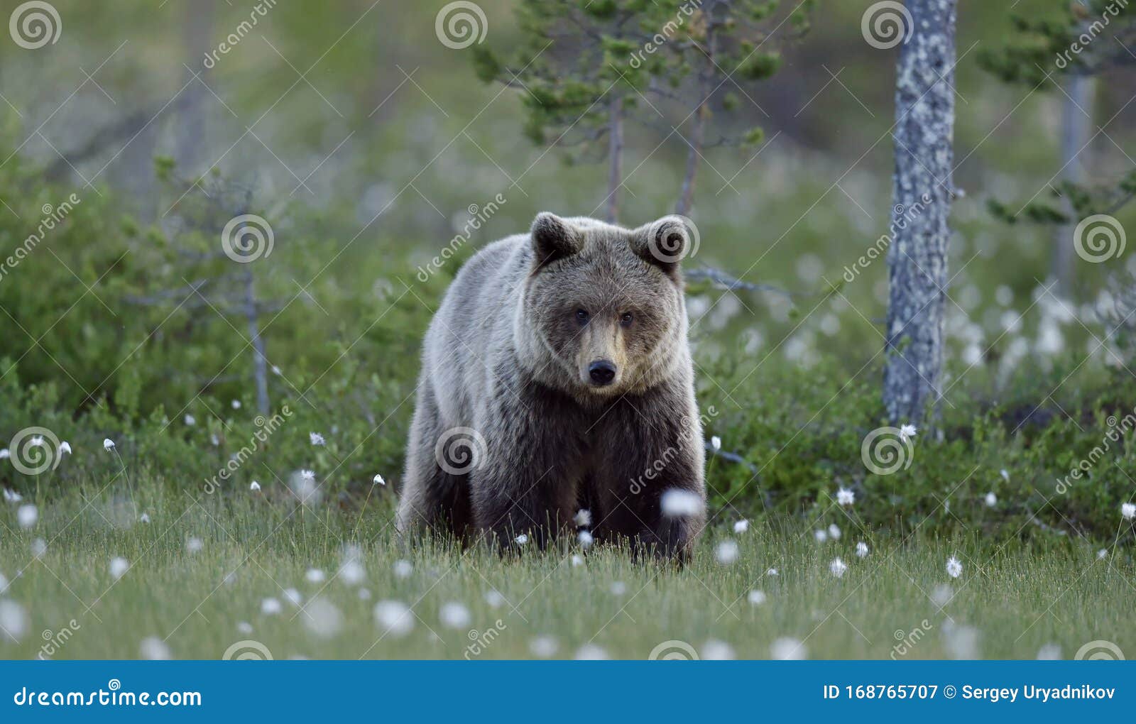 Brown Bear on the Meadow in the Summer Forest. Front View Stock Image ...