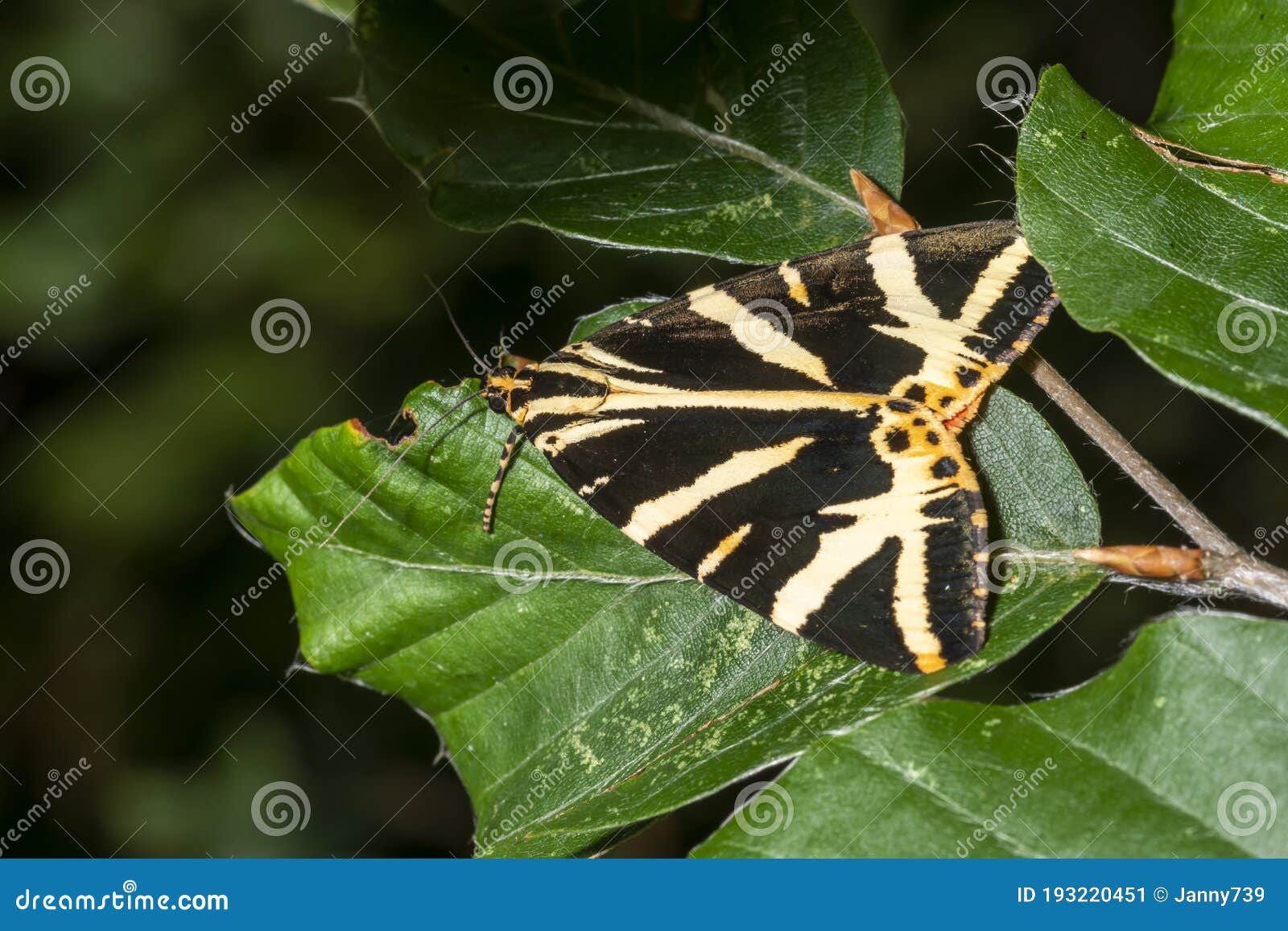 Brown Bear Moth Sits on a Green Beech Leaf Stock Image - Image of ...