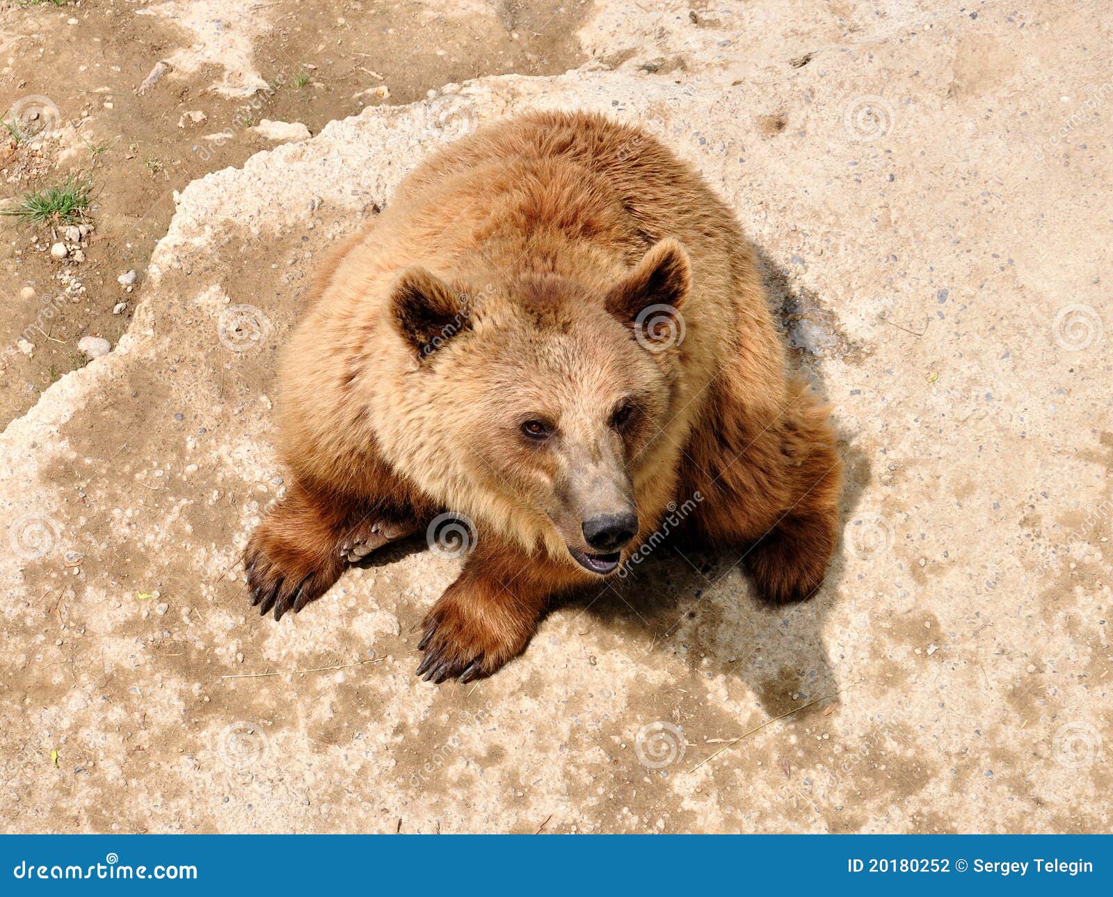 Brown Bear Mother in Bear Park, Bern, Switzerland Stock Photo - Image ...