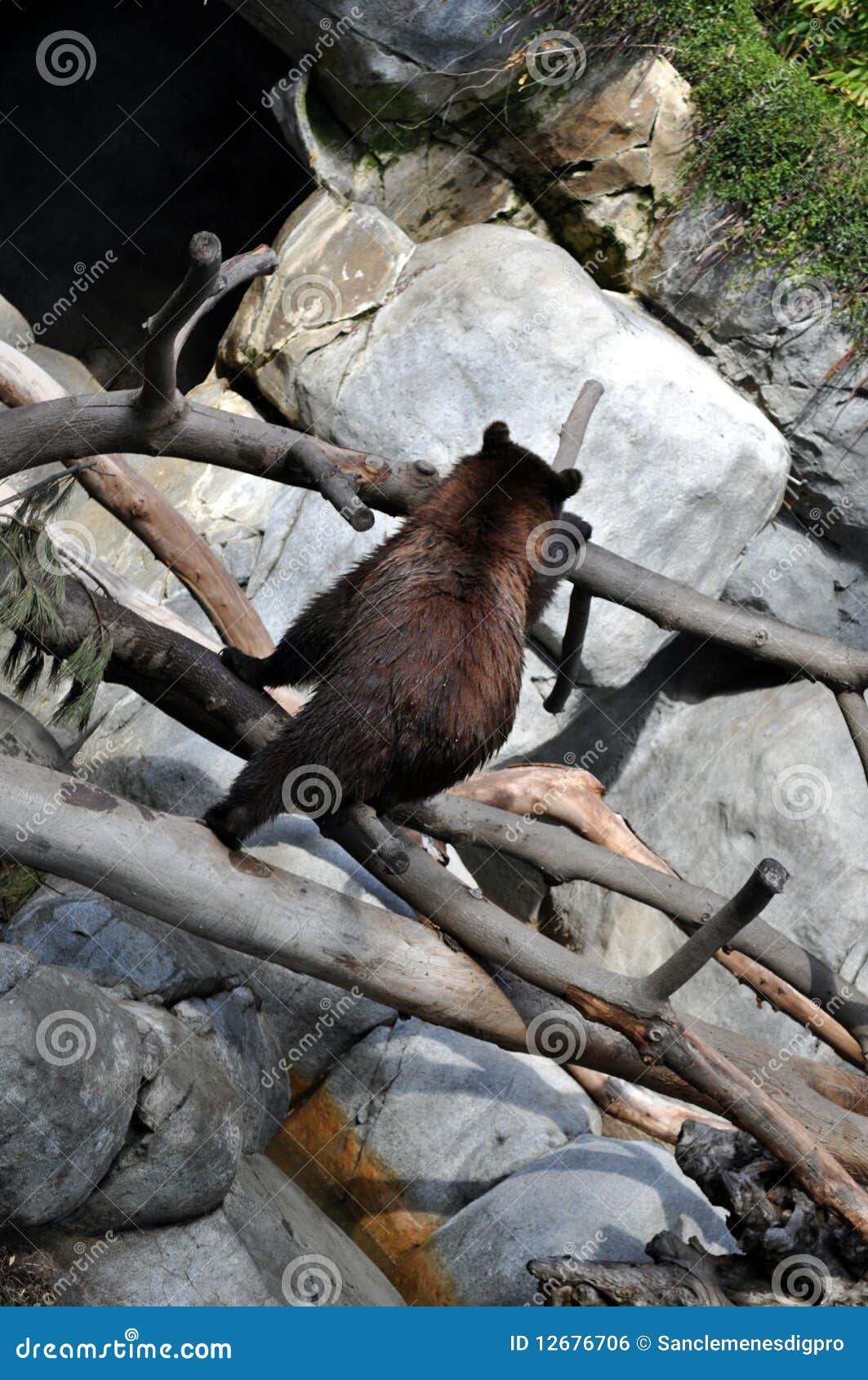 Brown Bear on the Move, Rear View Stock Photo - Image of brown, outdoor ...