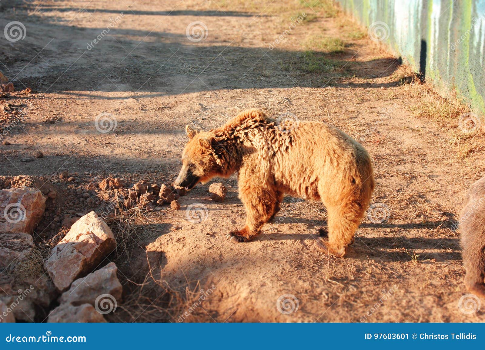 Brown bear in the mud stock image. Image of outdoor, danger - 97603601