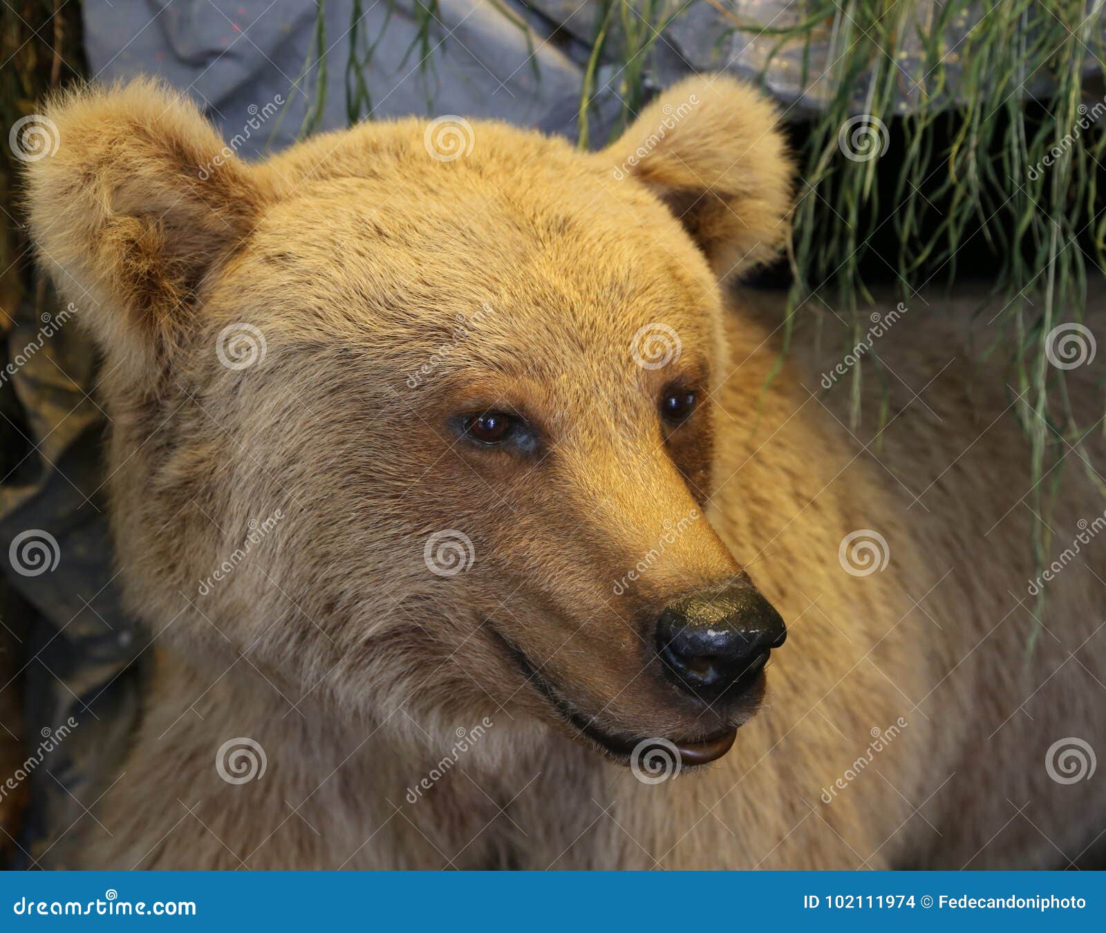 Brown Bear Muzzle with Straight Ears Stock Photo - Image of hibernation ...