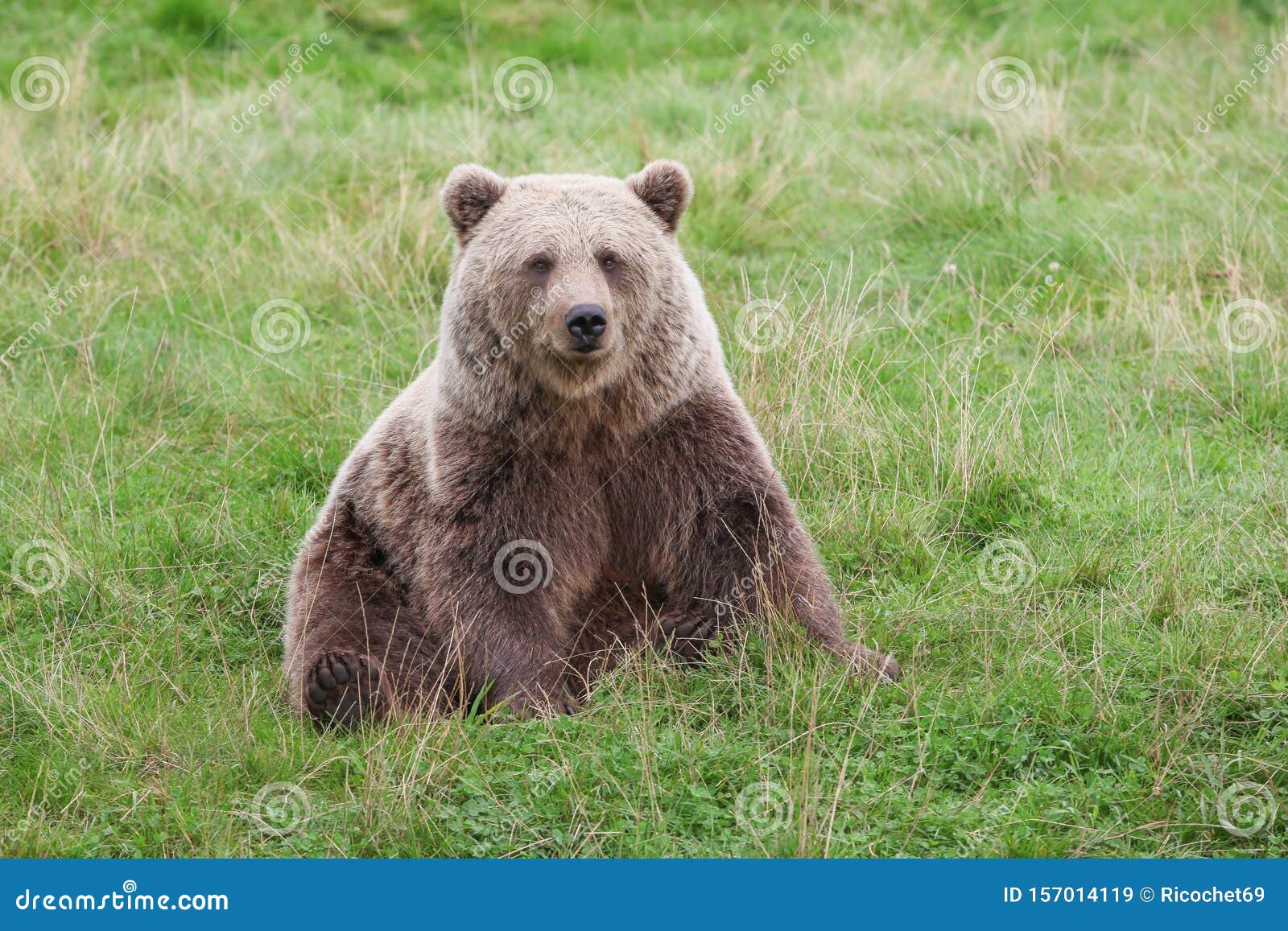 Brown bear in the nature stock image. Image of river - 157014119