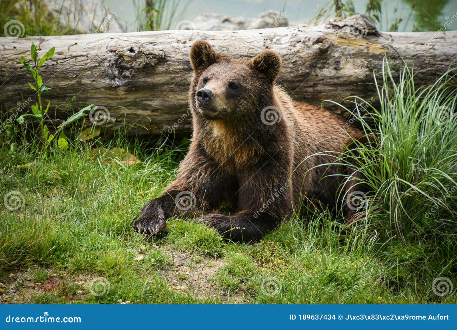 Brown bear in the nature stock photo. Image of bear - 189637434