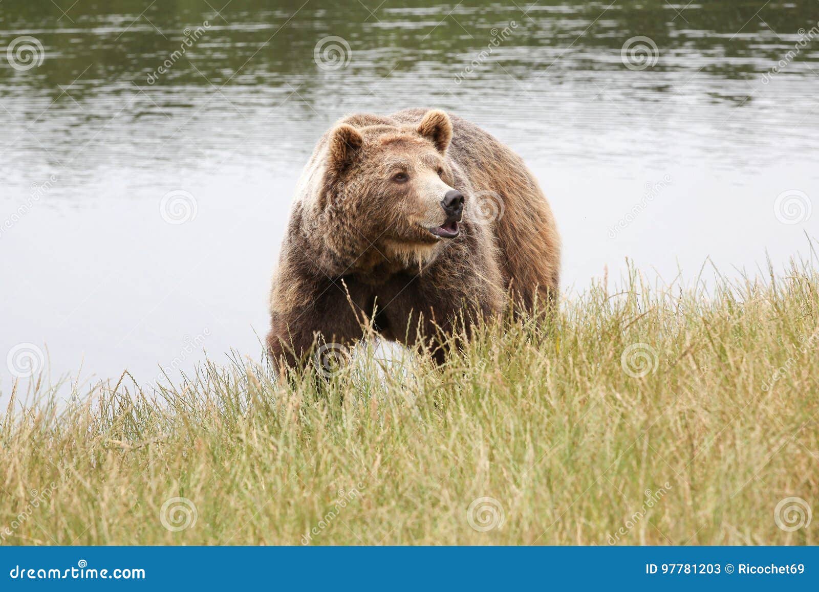 Brown bear in the nature stock image. Image of bear, alaska - 97781203