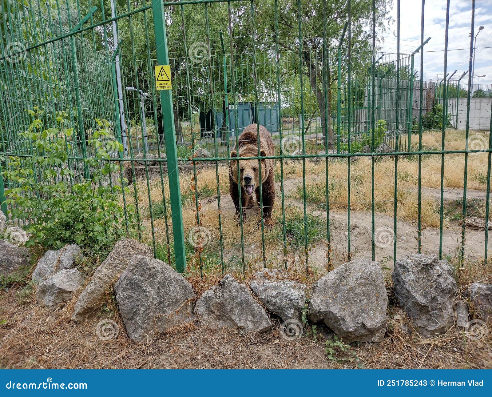Brown Bear at Oradea Zoo, Romania Stock Image - Image of animal, brown ...