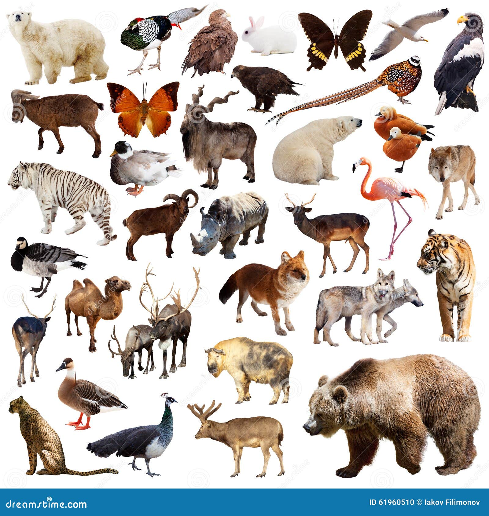 Brown Bear and Other Asian Animals. Isolated on White Stock Photo ...