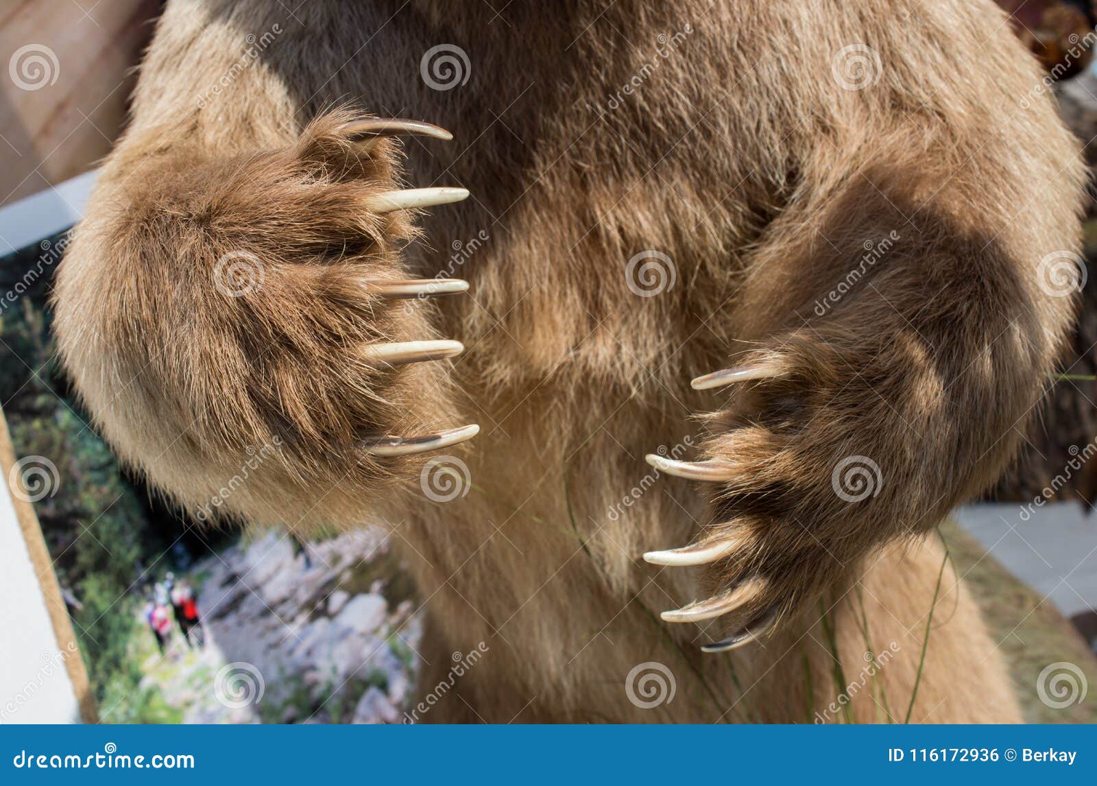 Brown Bear Paw with Sharp Claws Stock Photo - Image of power, beast ...