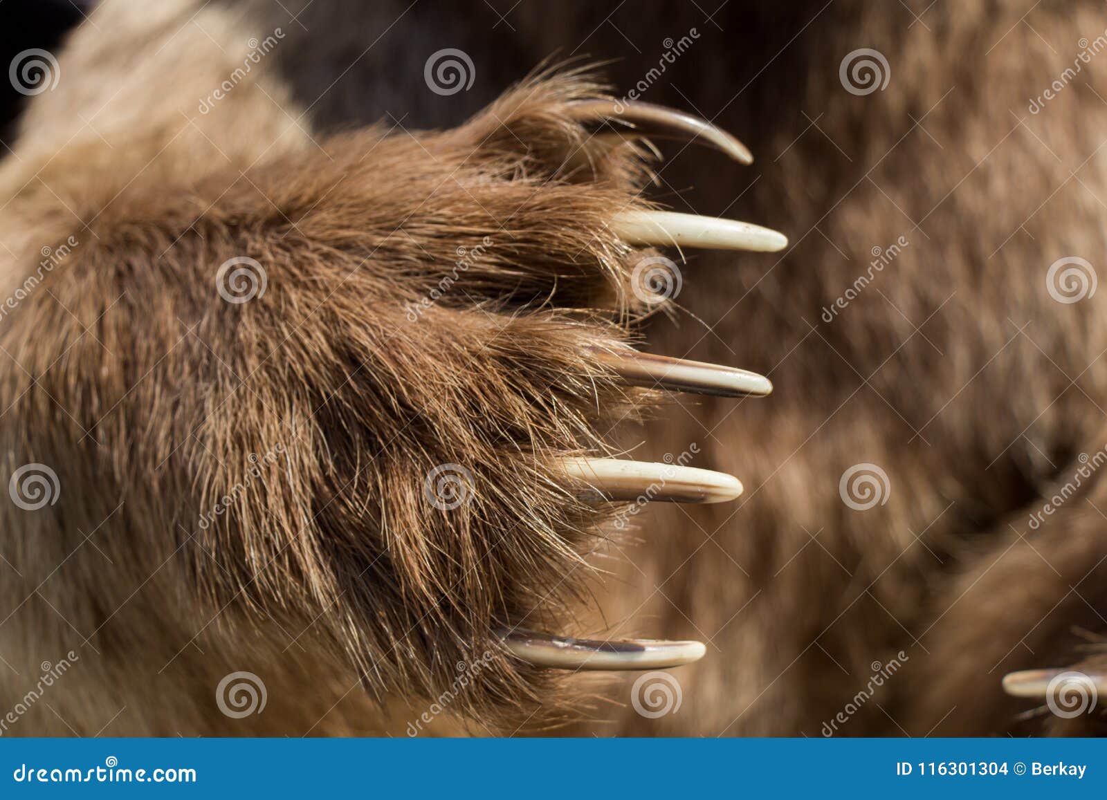 Brown Bear Paw with Sharp Claws Stock Photo - Image of wildlife, hand ...