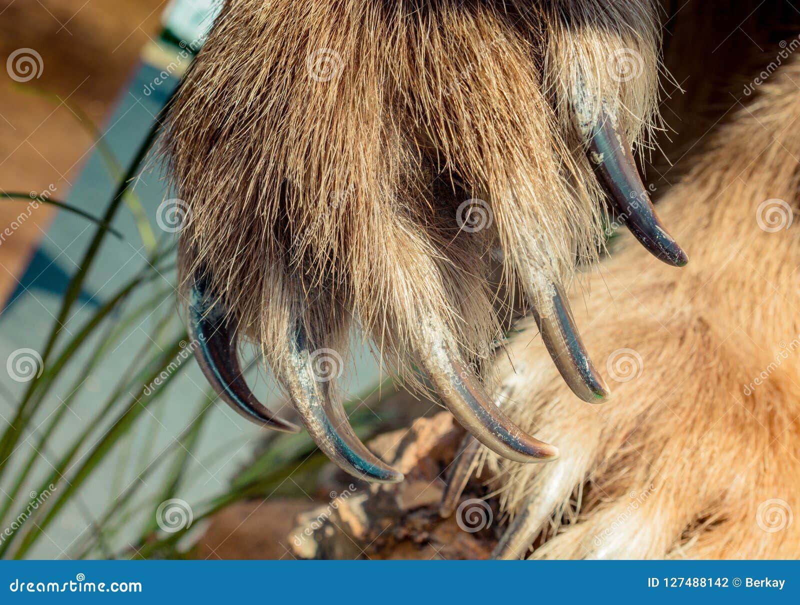 Brown Bear Paw with Sharp Claws Stock Photo - Image of grizzly ...