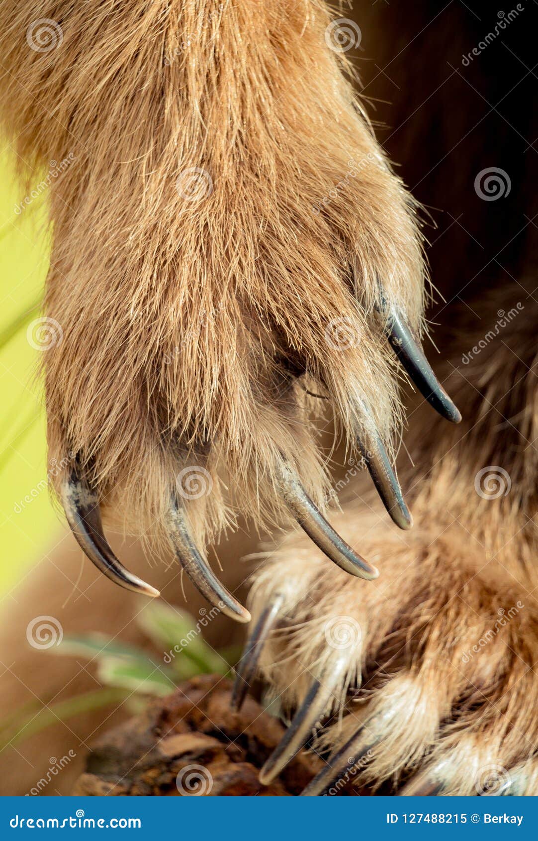 Brown Bear Paw with Sharp Claws Stock Image - Image of paws, animal ...