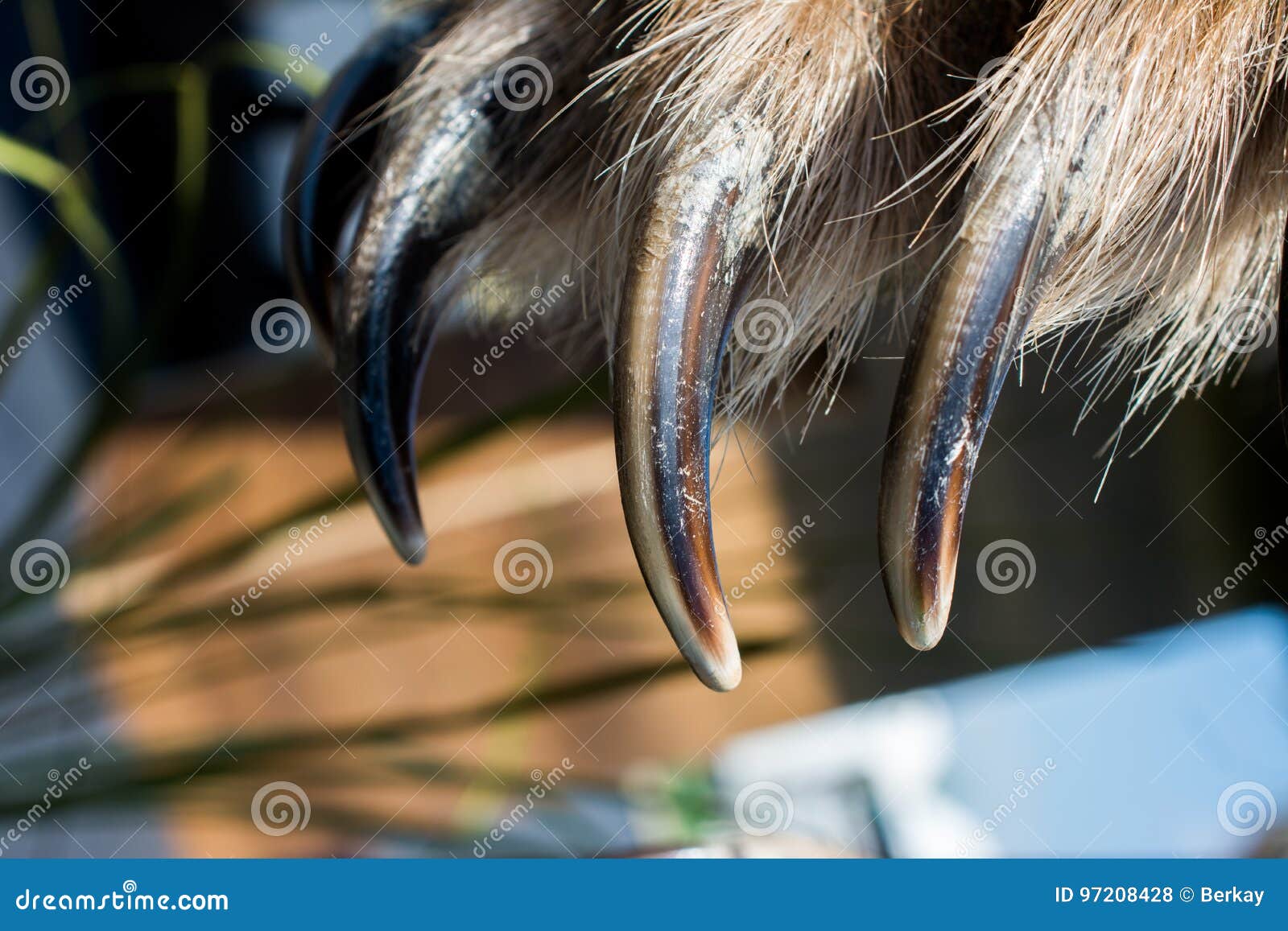 Sharp Claws Animals