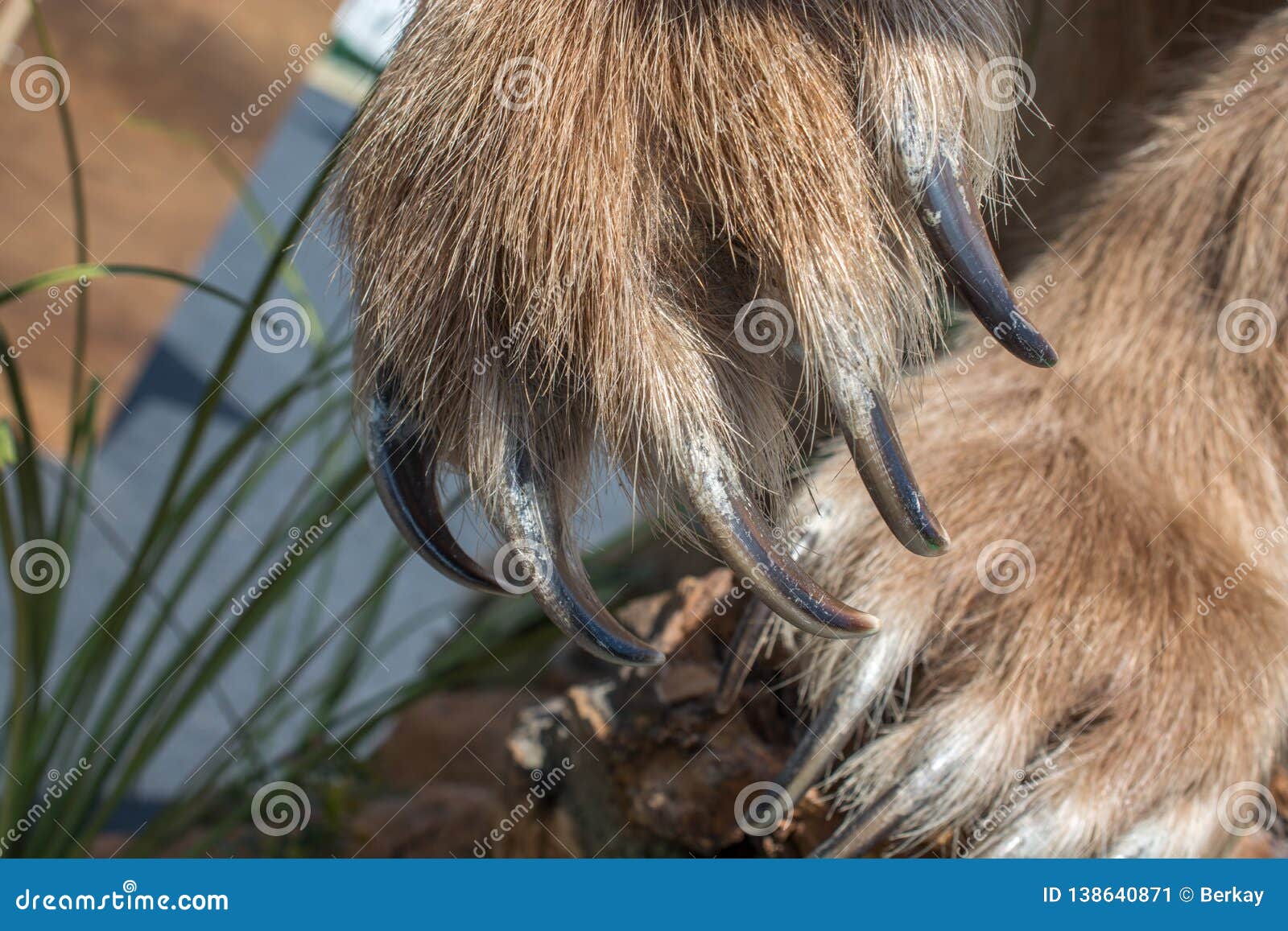 Brown Bear Paw with Sharp Claws Stock Image - Image of foot, dangerous ...
