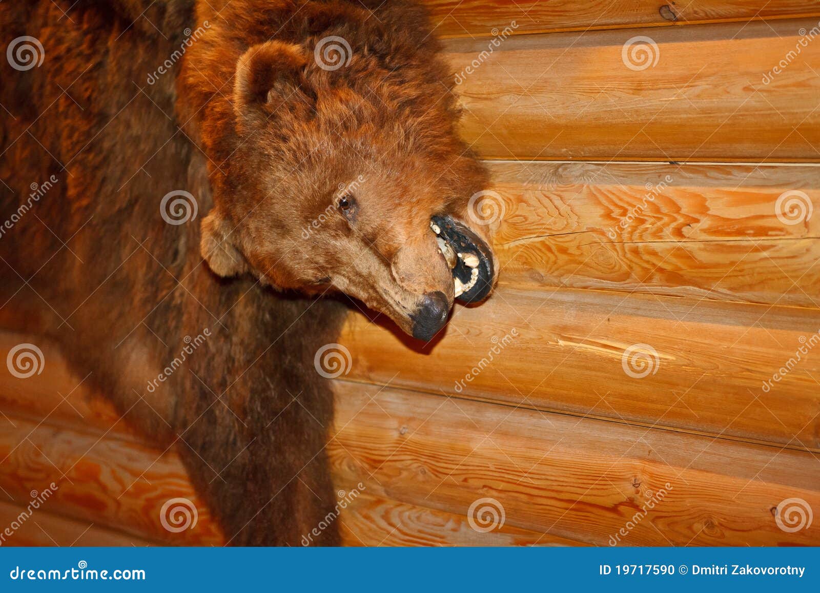 Brown bear pelt stock photo. Image of hunting, decoration - 19717590