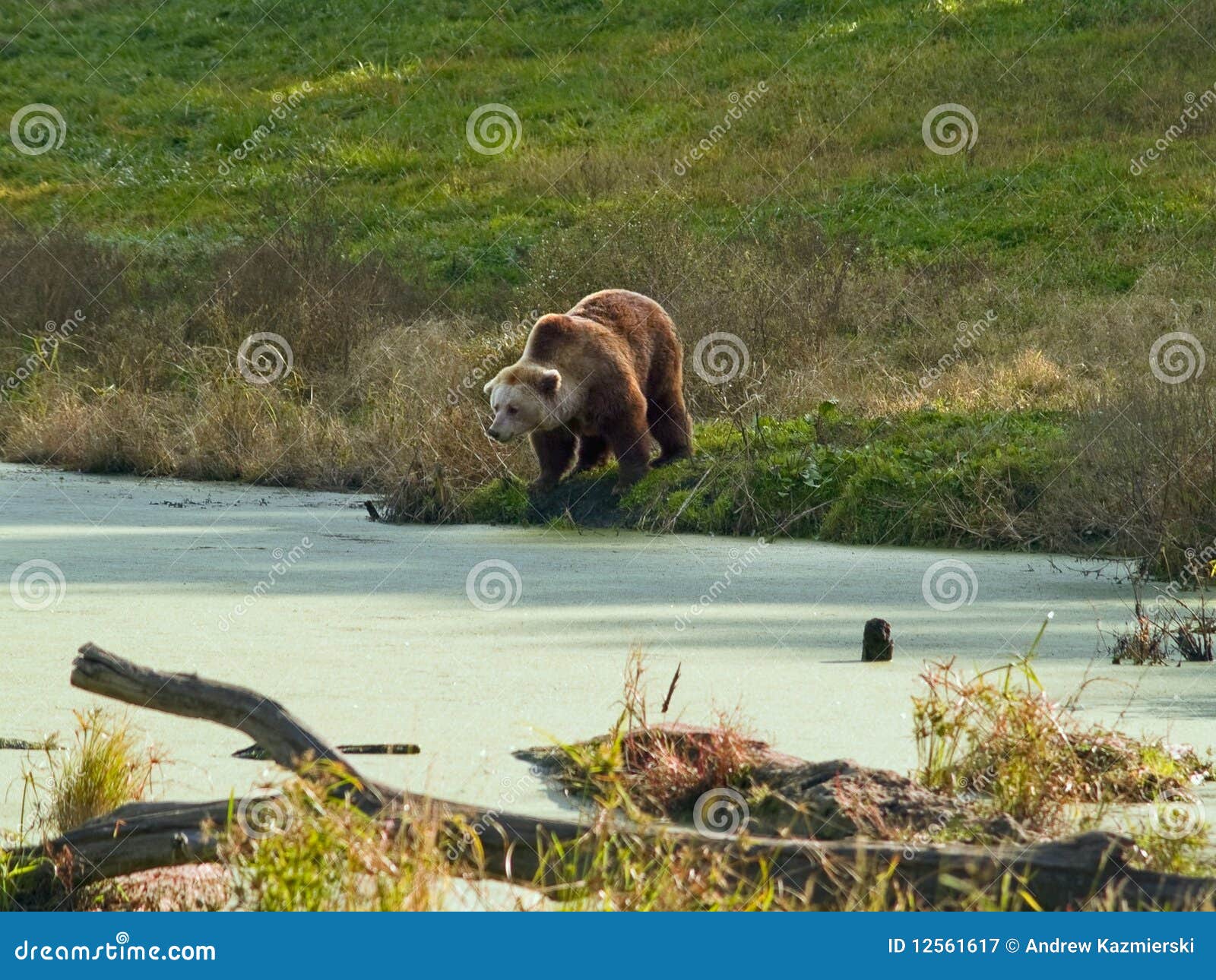 Brown Bear at Pond stock image. Image of animal, wildlife - 12561617