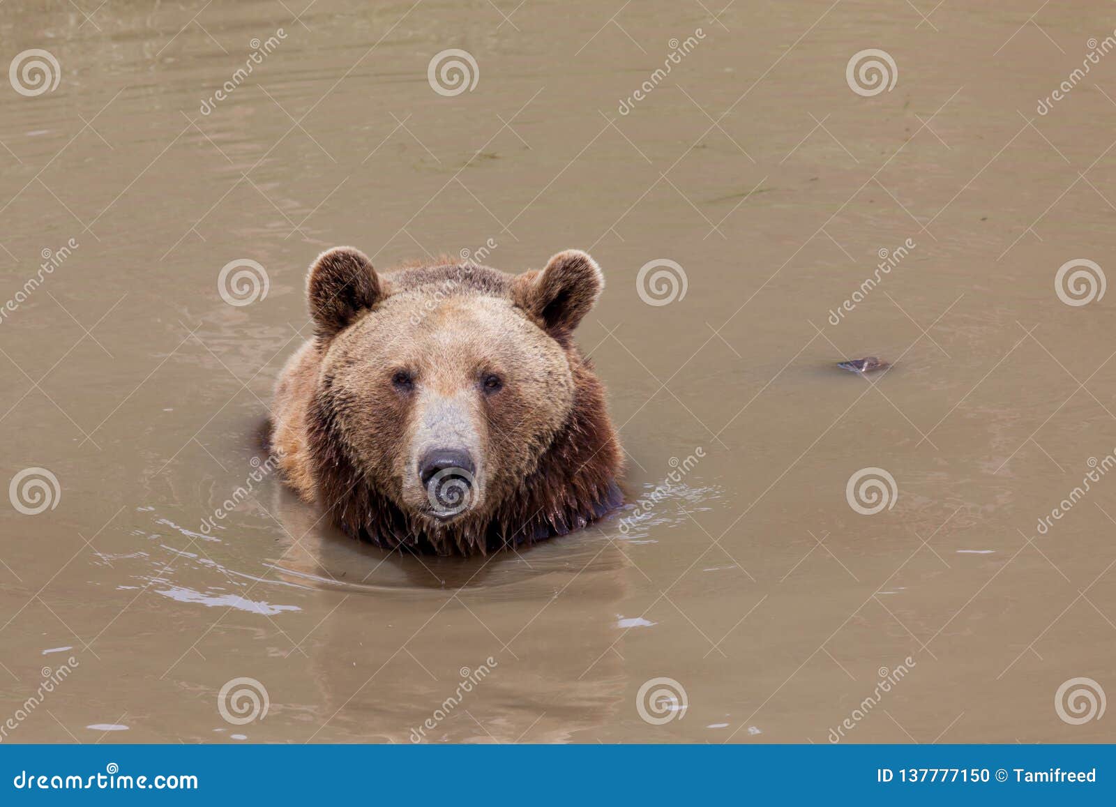 Brown Bear in a Pond stock photo. Image of pout, dripping - 137777150