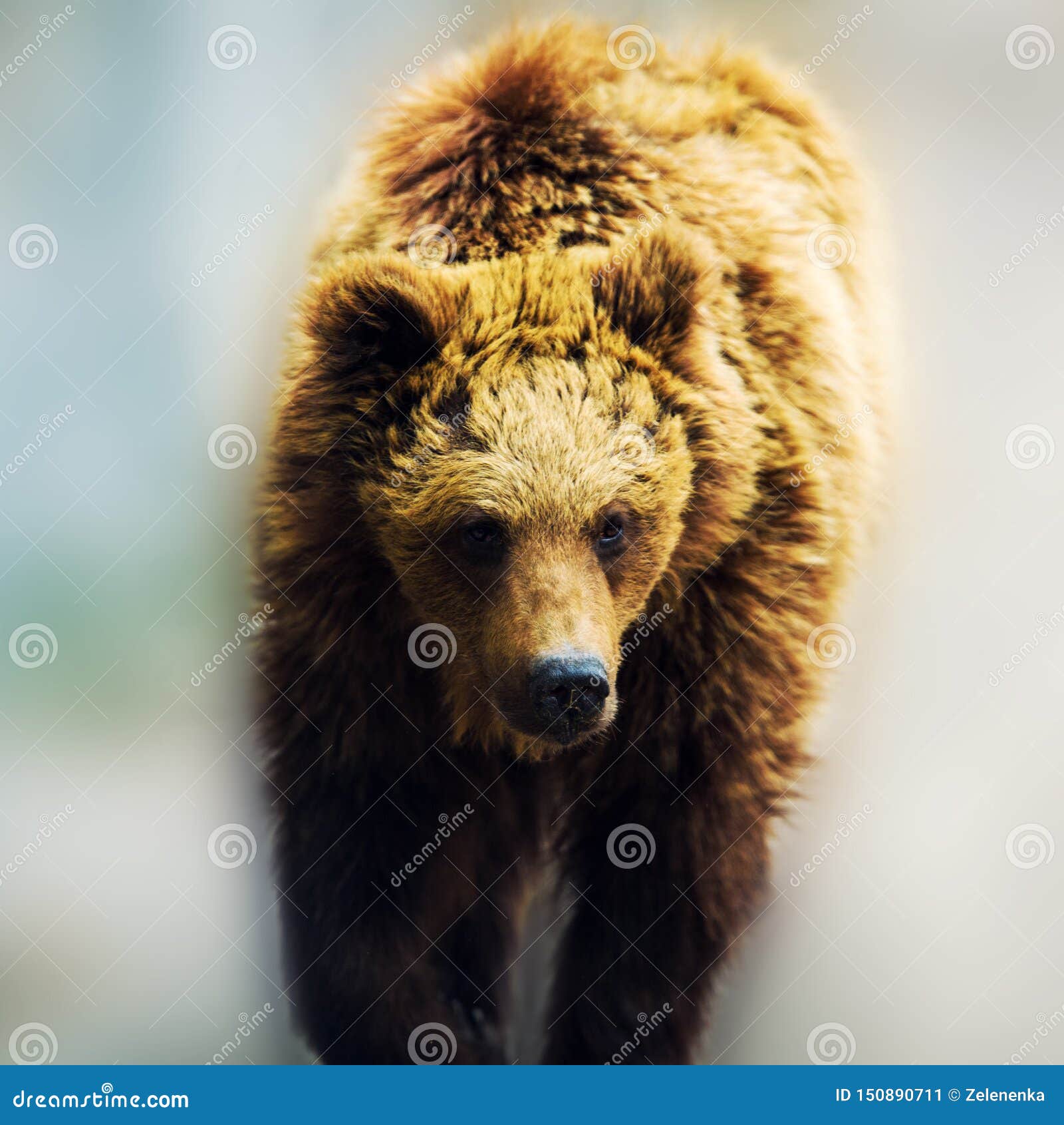 Brown bear portrait stock image. Image of bears, cute - 150890711