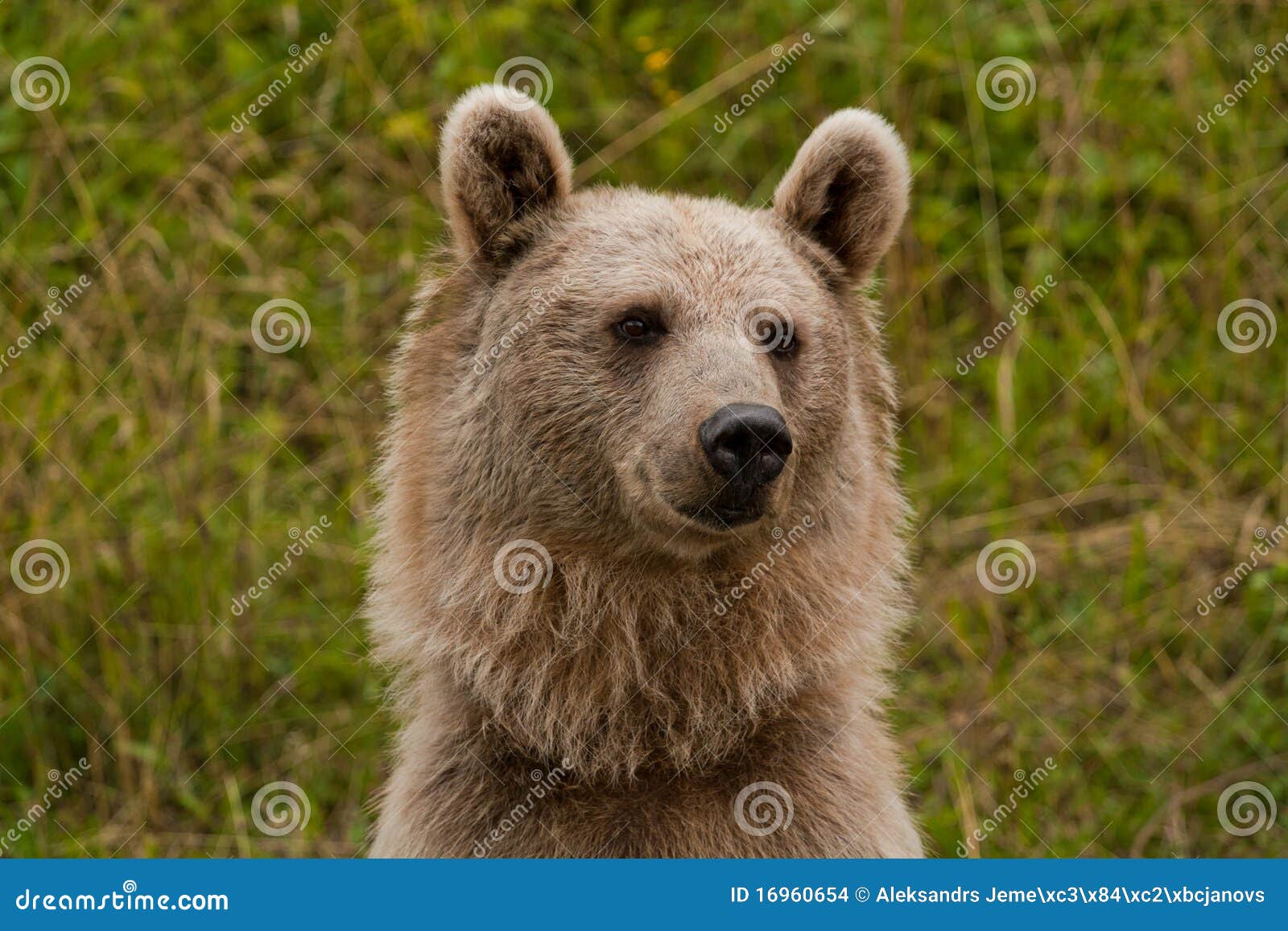 Brown Bear portrait stock photo. Image of nature, wildlife - 16960654 Brown Bear portrait stock photo. Image of nature, wildlife - 16960654