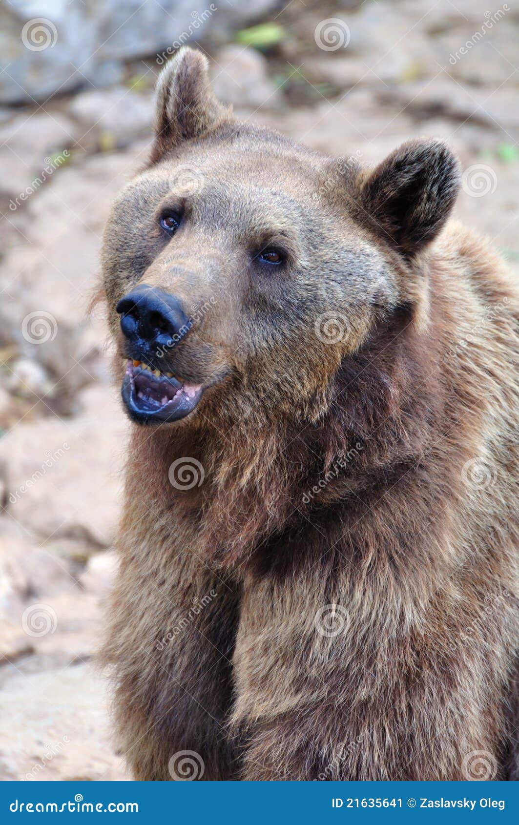 Brown bear portrait. stock image. Image of fauna, animal - 21635641