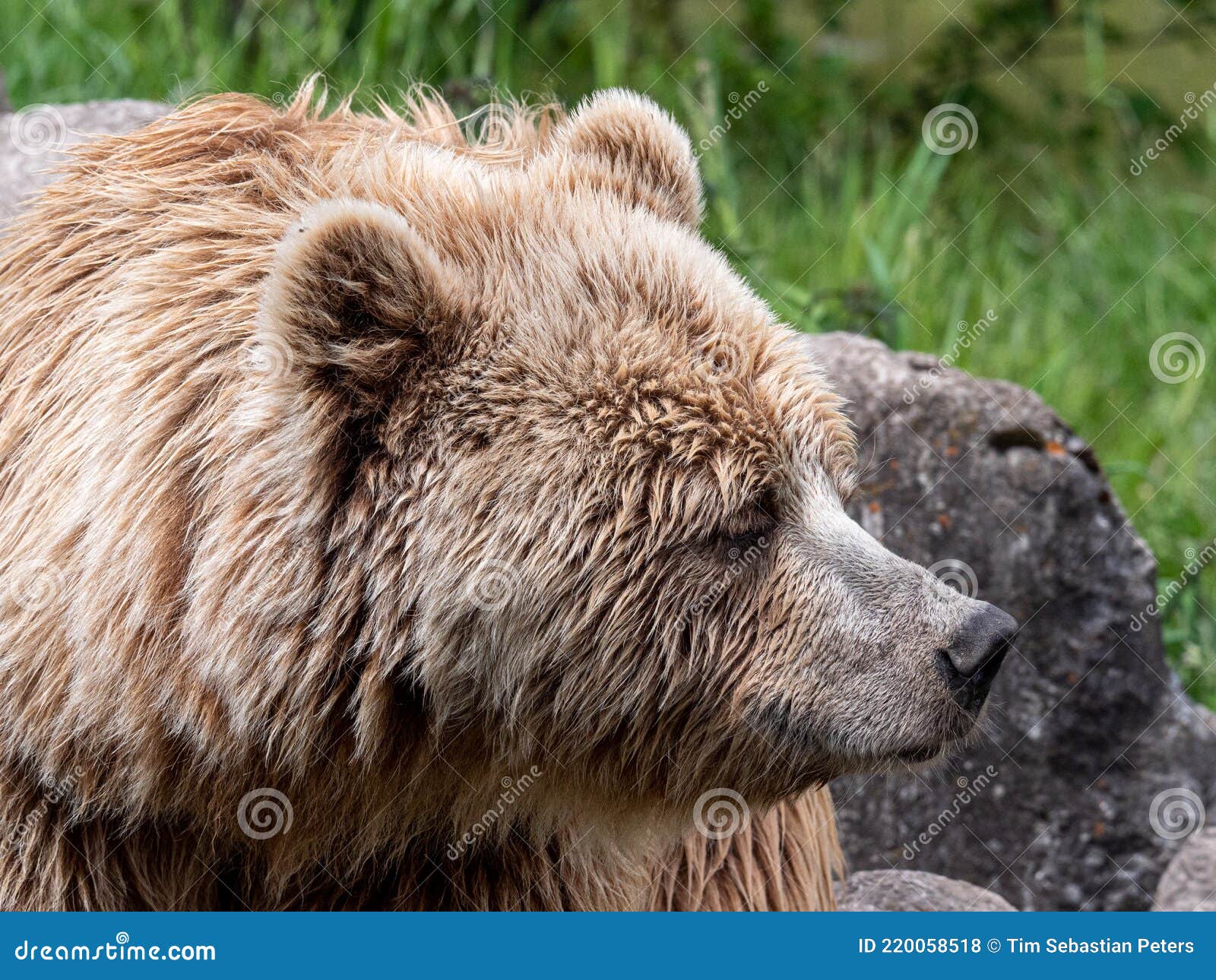 Brown bear portrait stock photo. Image of predator, furry - 220058518