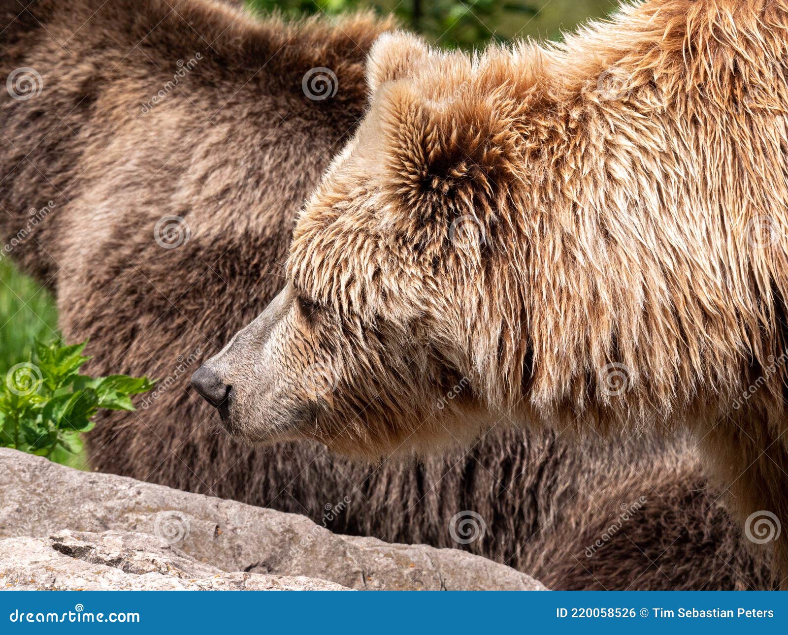 Brown bear portrait stock photo. Image of fauna, portrait - 220058526