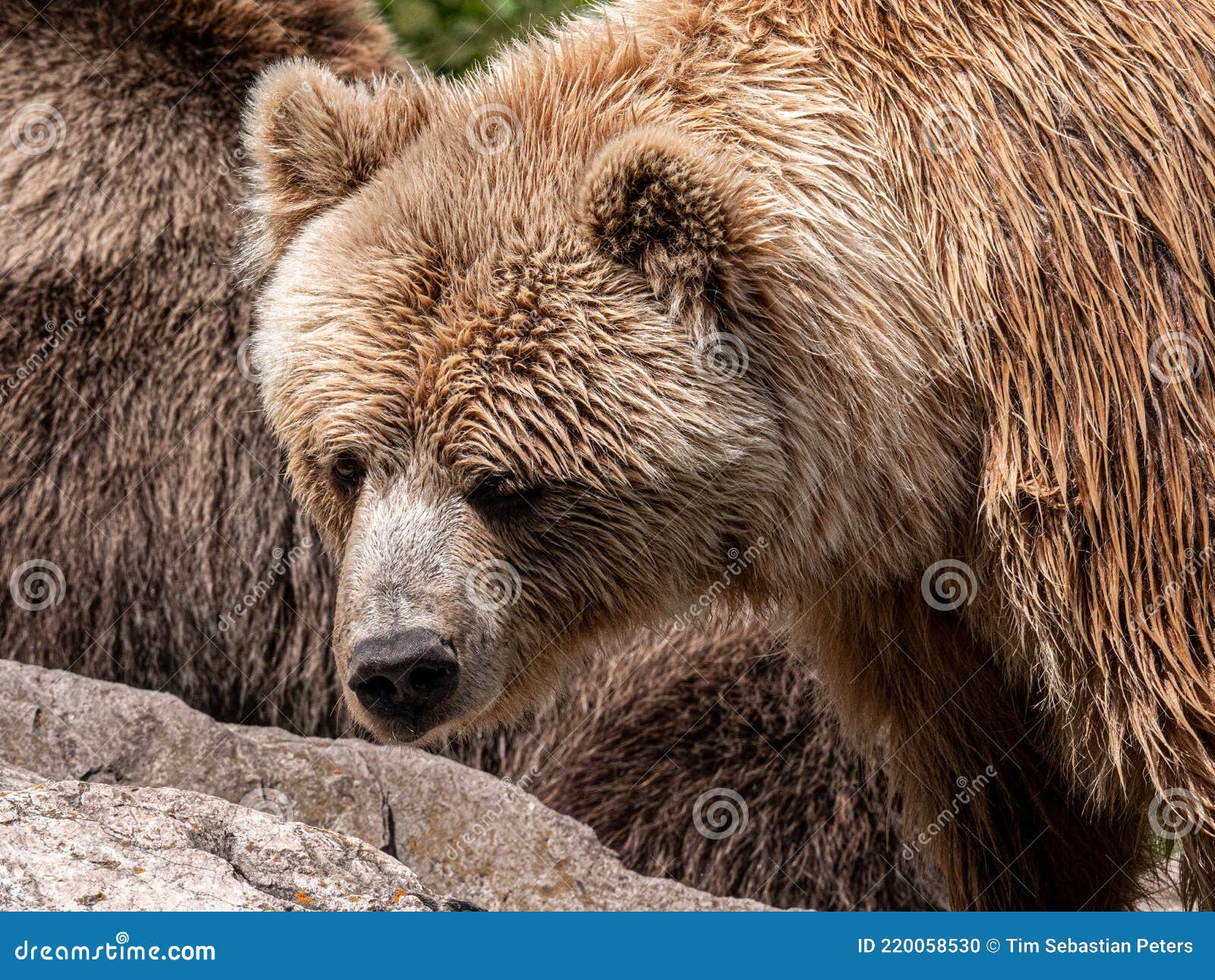 Brown bear portrait stock photo. Image of ursus, wild - 220058530