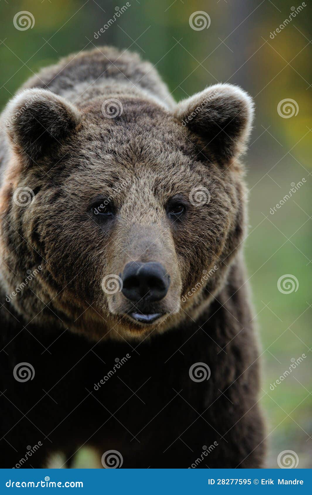 Brown Bear portrait stock image. Image of animalia, portrait - 28277595