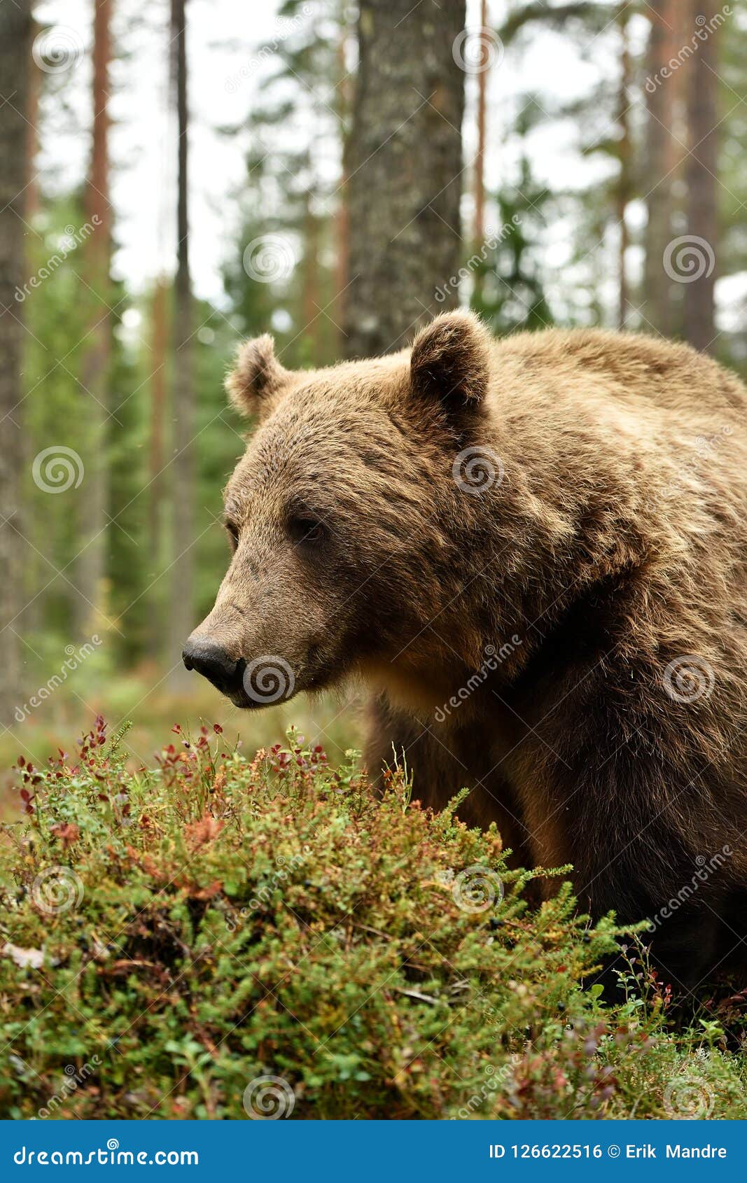 Brown Bear Portrait with Blueberries Stock Photo - Image of hungry ...