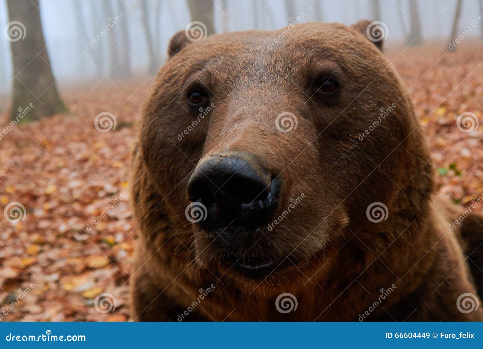 Brown bear portrait stock image. Image of portrait, looking - 66604449