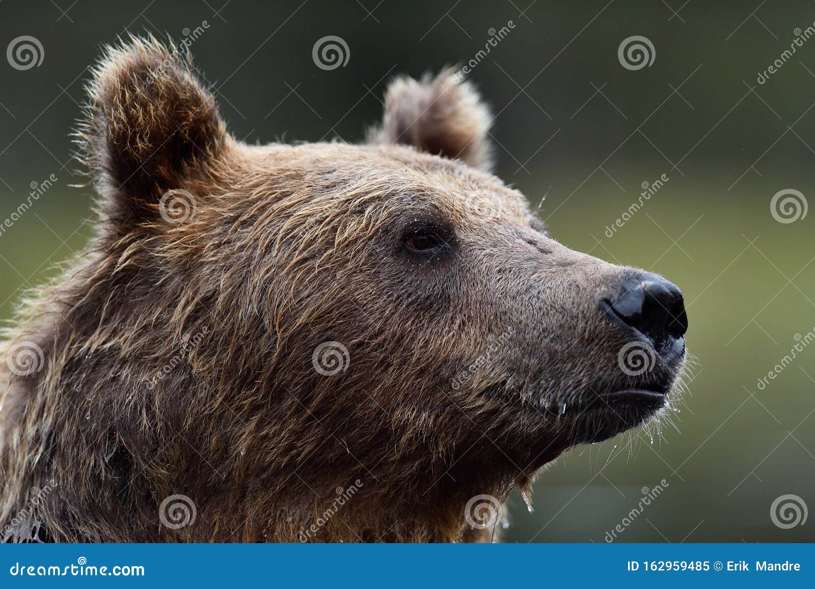 Brown Bear Portrait. Bear Closeup Stock Image - Image of wild, closeup ...