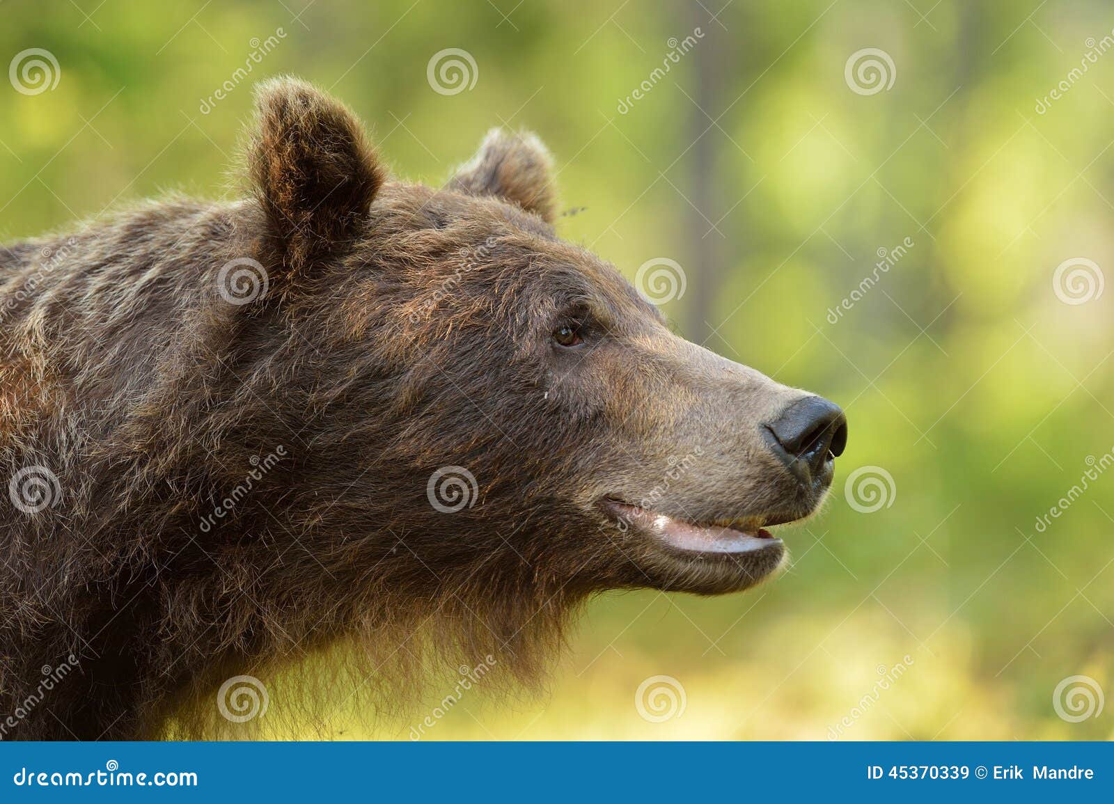Brown bear portrait stock image. Image of face, horizontal - 45370339