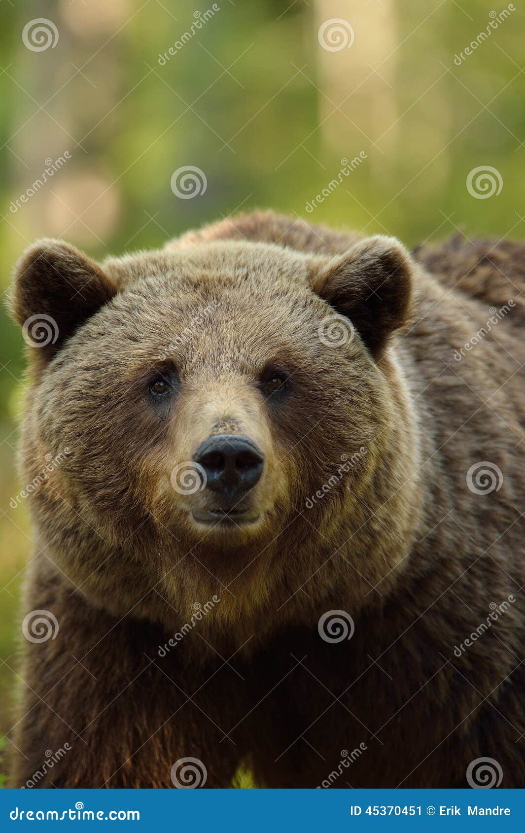 Brown bear portrait stock image. Image of arctos, summer - 45370451