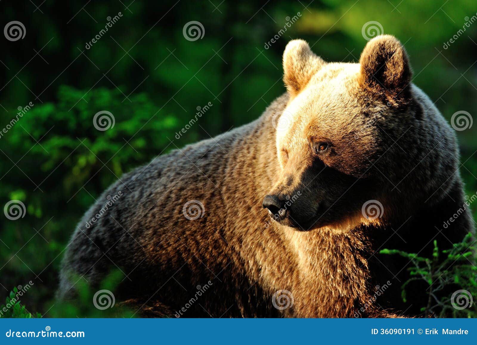 Brown Bear Portrait in Forest Stock Image - Image of closeup, animal ...