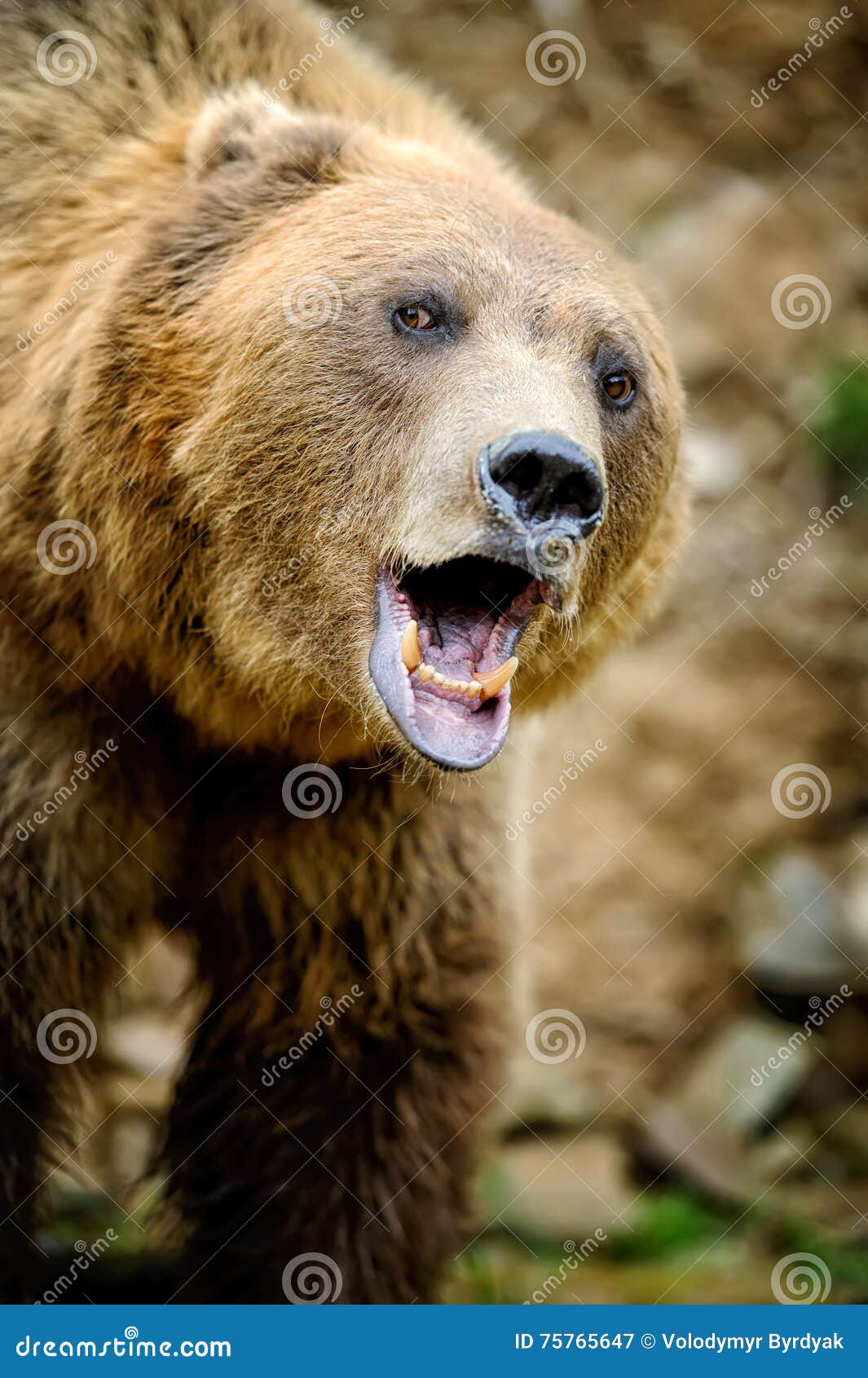 Brown Bear Portrait in Forest Stock Image - Image of furry, looking ... Brown Bear Portrait in Forest Stock Image - Image of furry, looking ...