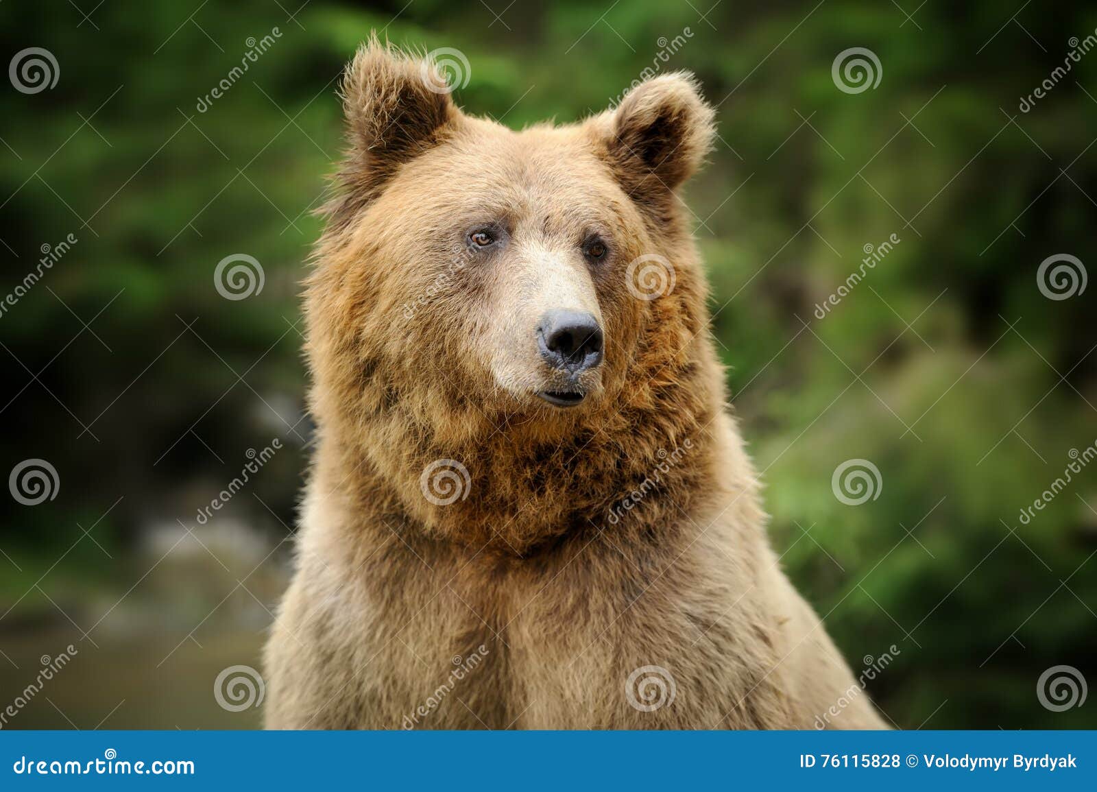 Brown Bear Portrait in Forest Stock Photo - Image of grizzly, animal ...