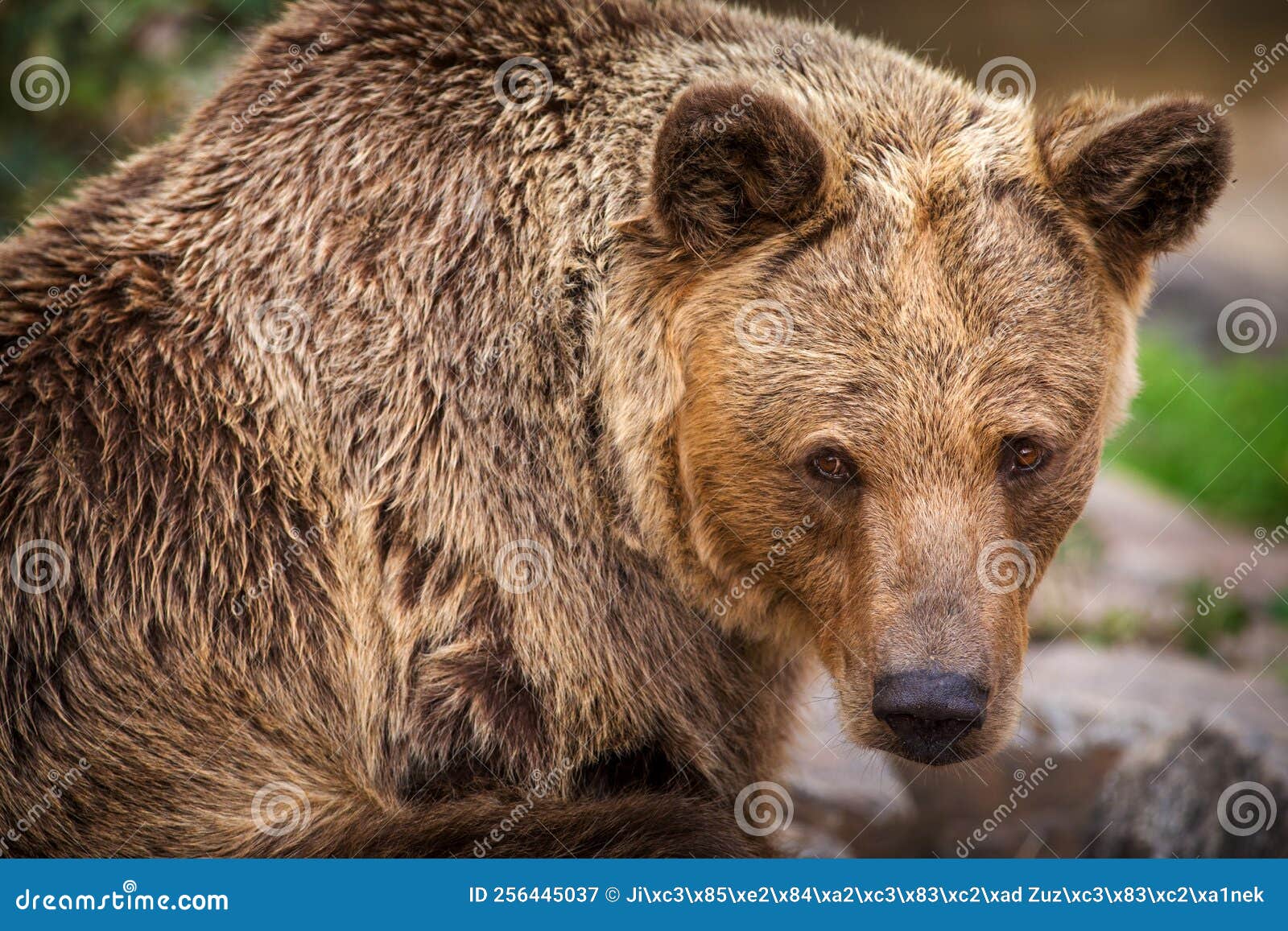 Brown Bear Portrait in Nature Stock Image - Image of brown, europe ...