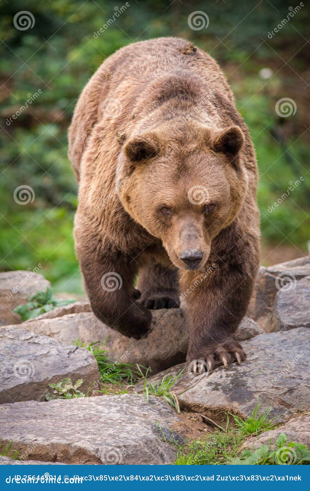 Brown Bear Portrait in Nature Stock Photo - Image of woods, powerful ...