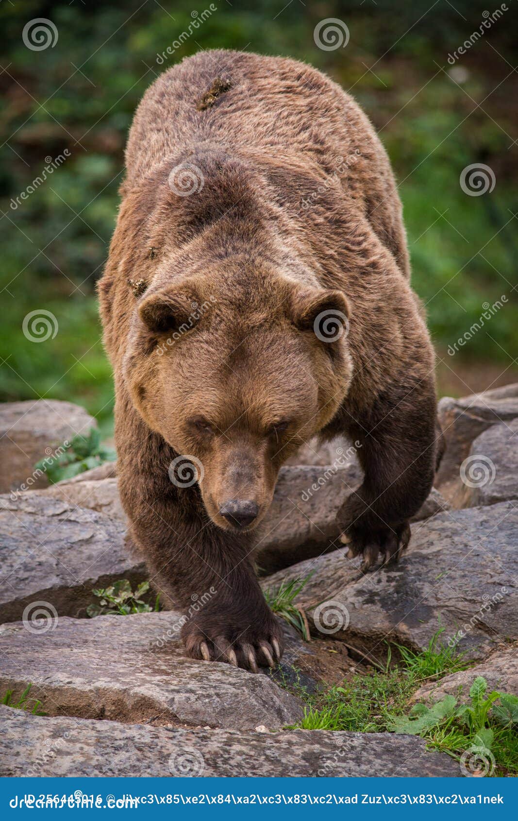 Brown Bear Portrait in Nature Stock Photo - Image of wildlife, predator ...