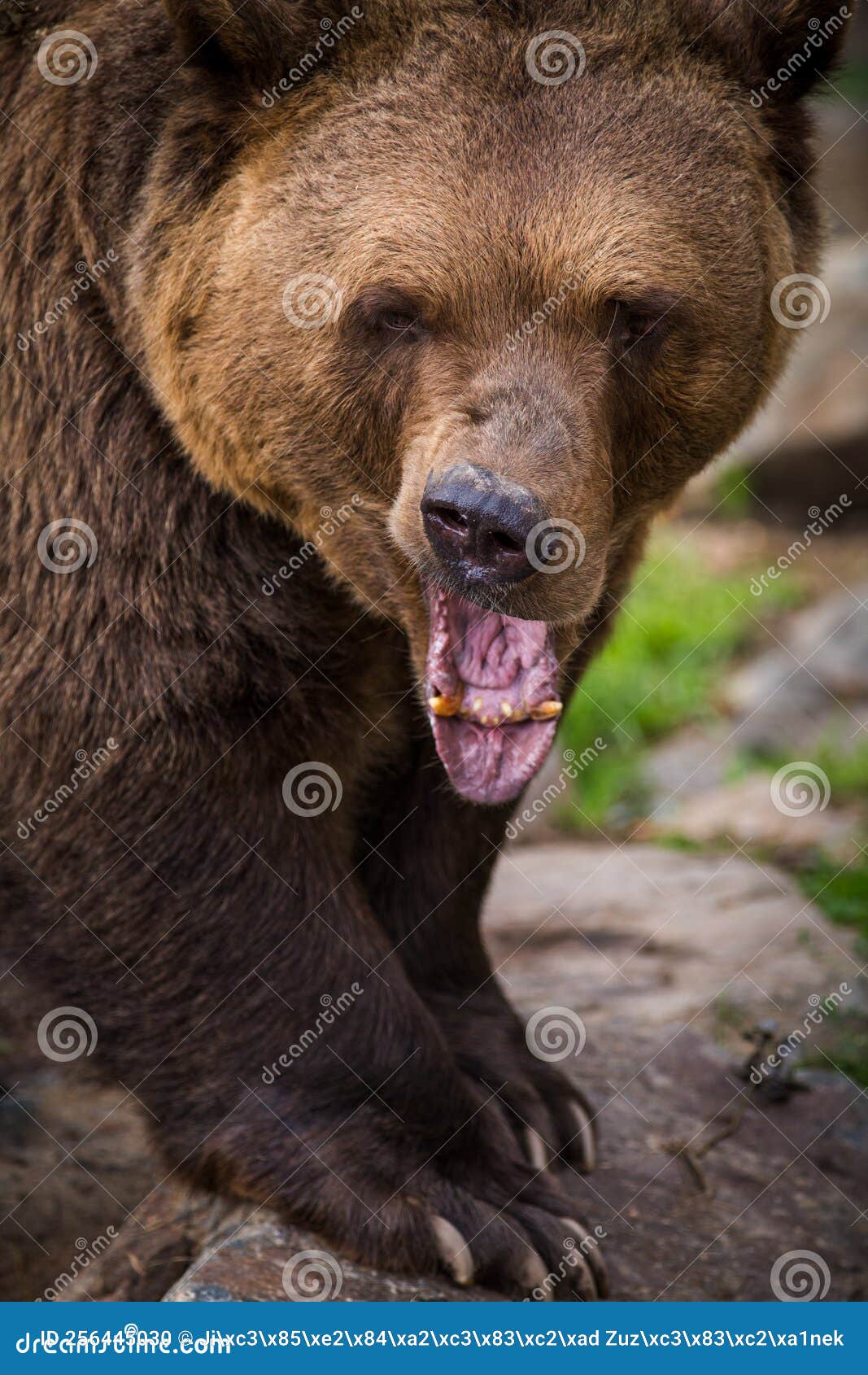 Brown Bear Portrait in Nature Stock Photo - Image of wild, wilderness ...