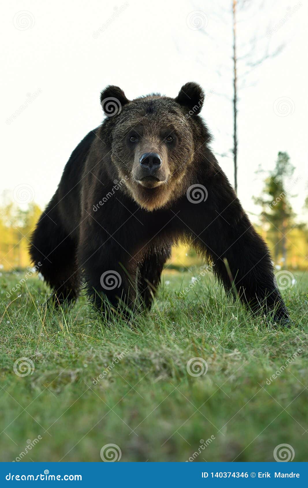 Agitated Brown Bear Boar Displaying Warning Signs Stock Image ...