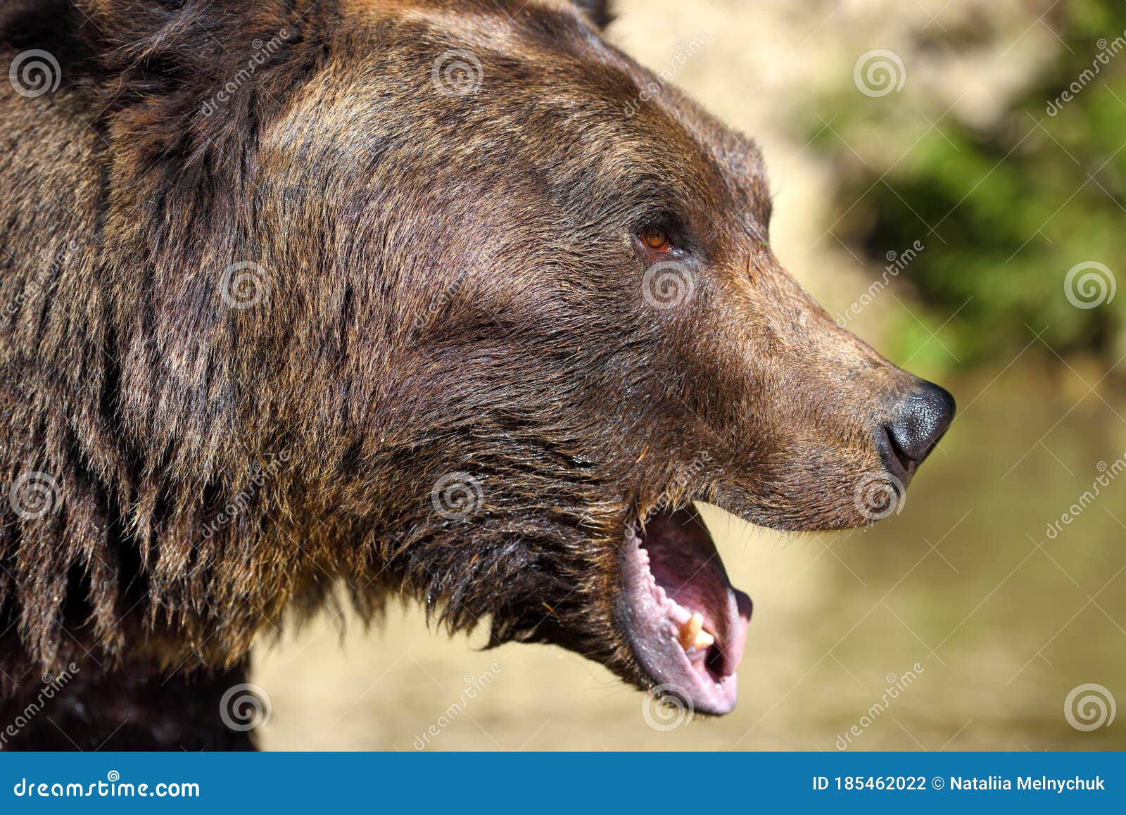 Brown Bear Portrait. Side View of Bear Face Stock Photo - Image of ...