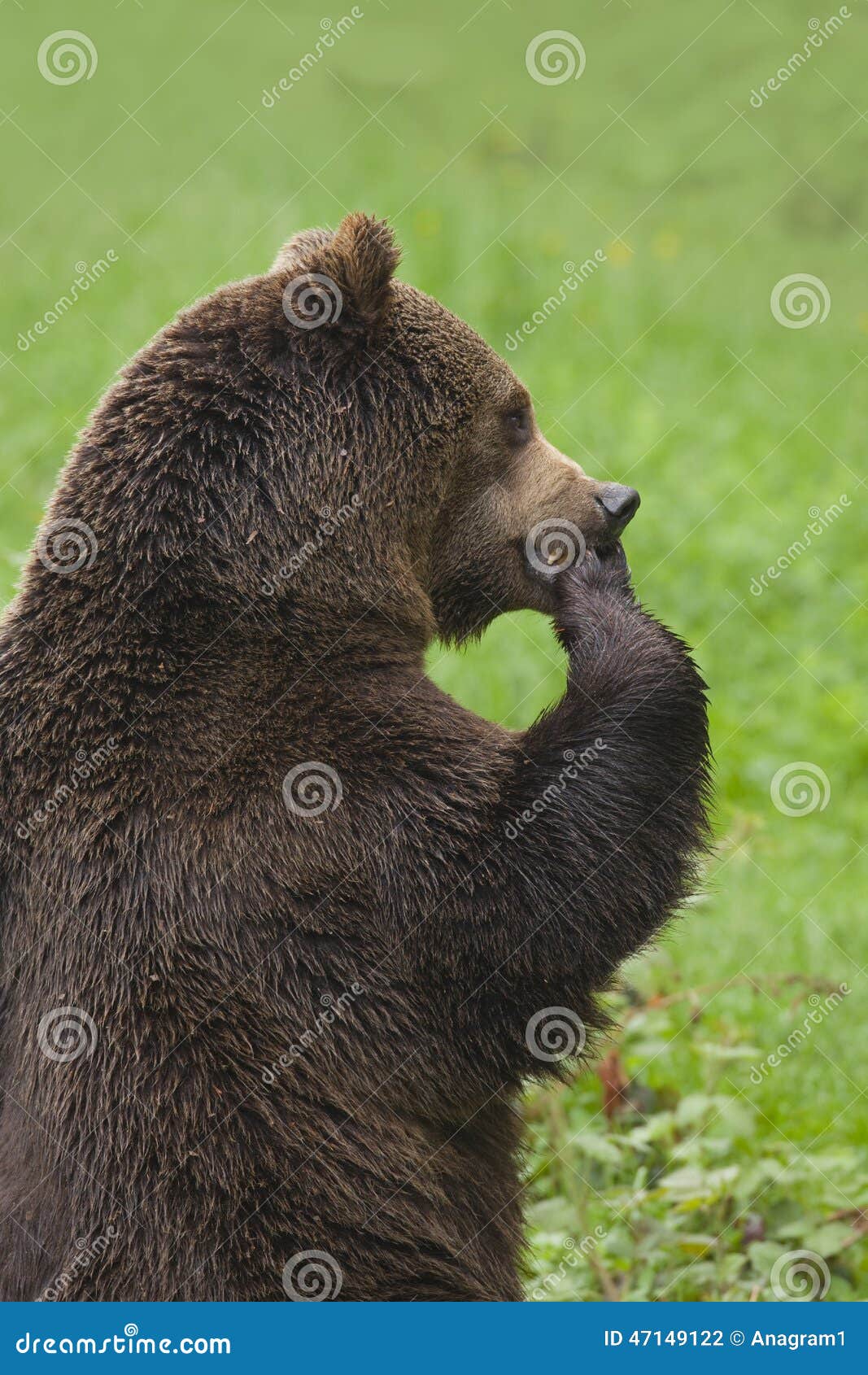 Brown Bear Portrait stock photo. Image of predator, portrait - 47149122