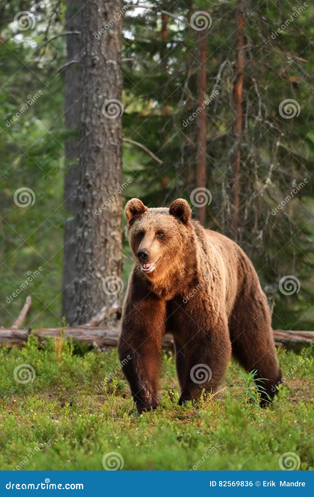 Brown Bear Powerful Posture Stock Photo - Image of danger, carnivore ...
