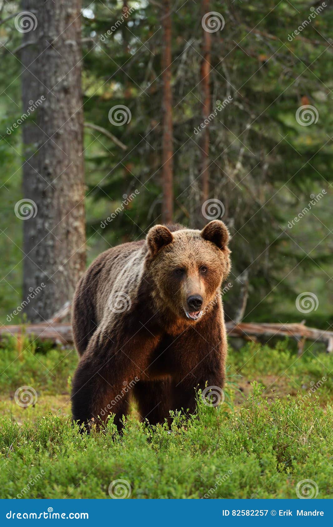 Brown Bear Powerful Posture Stock Image - Image of carnivore ...