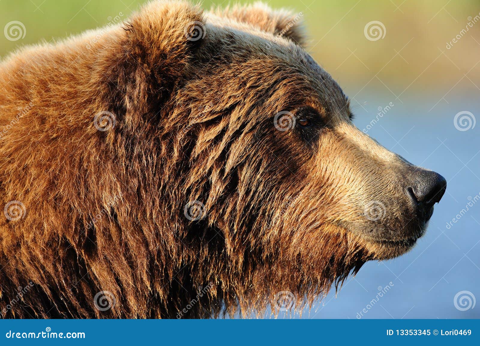 Brown Bear Profile stock image. Image of wild, bear, omnivore - 13353345