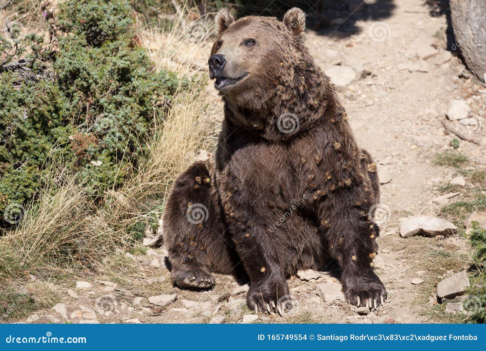 Brown Bear of the Pyrenees stock photo. Image of mammal - 165749554