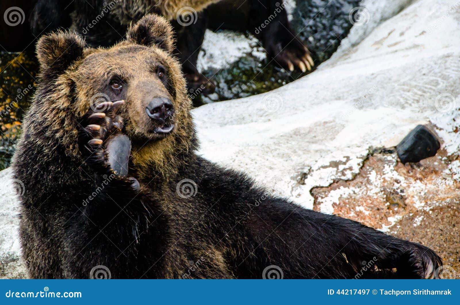 Brown Bear stock image. Image of animal, hello, brown - 44217497