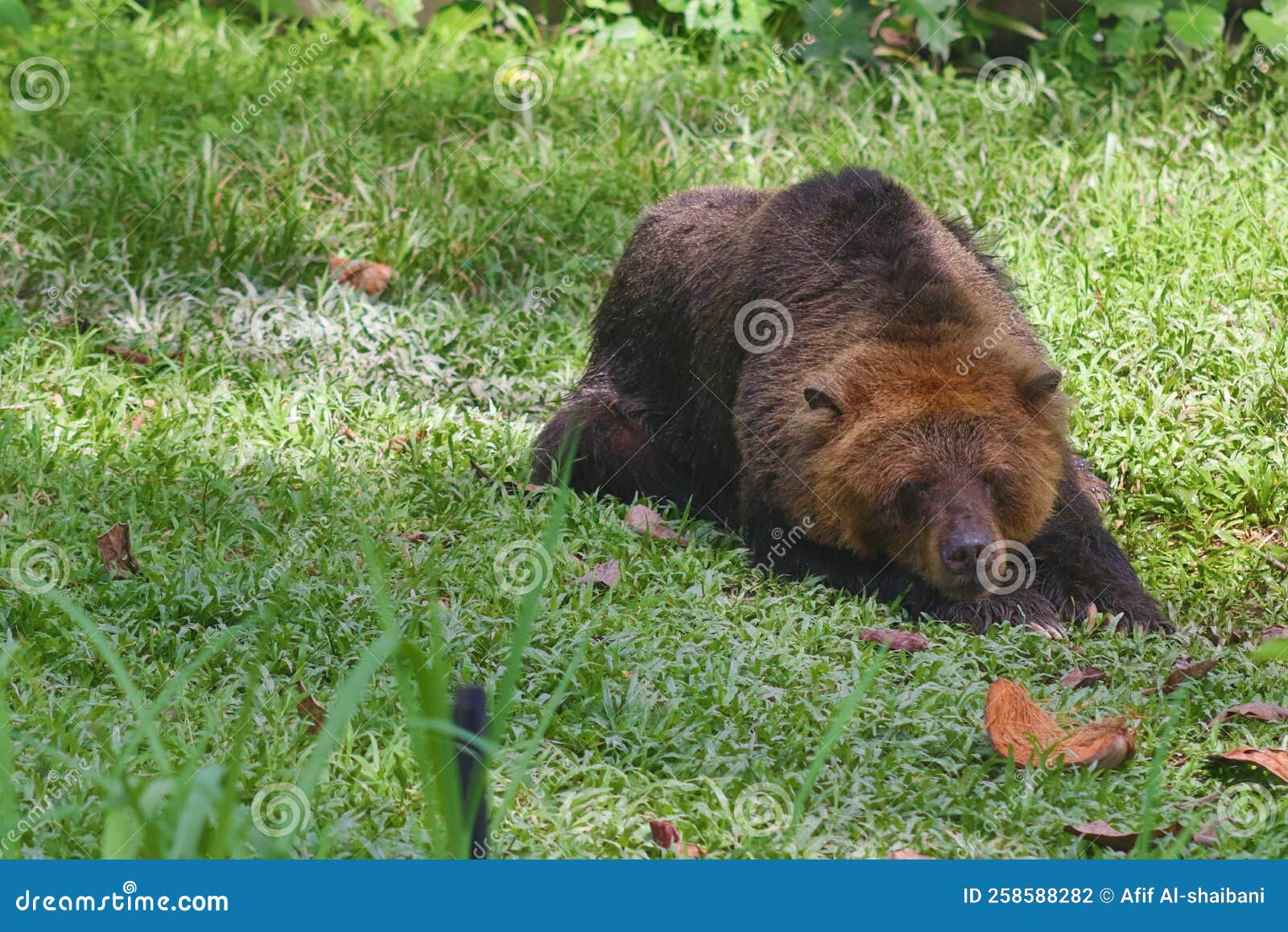 Brown Bear Relaxing on the Grass Stock Photo - Image of relaxing, grass ...