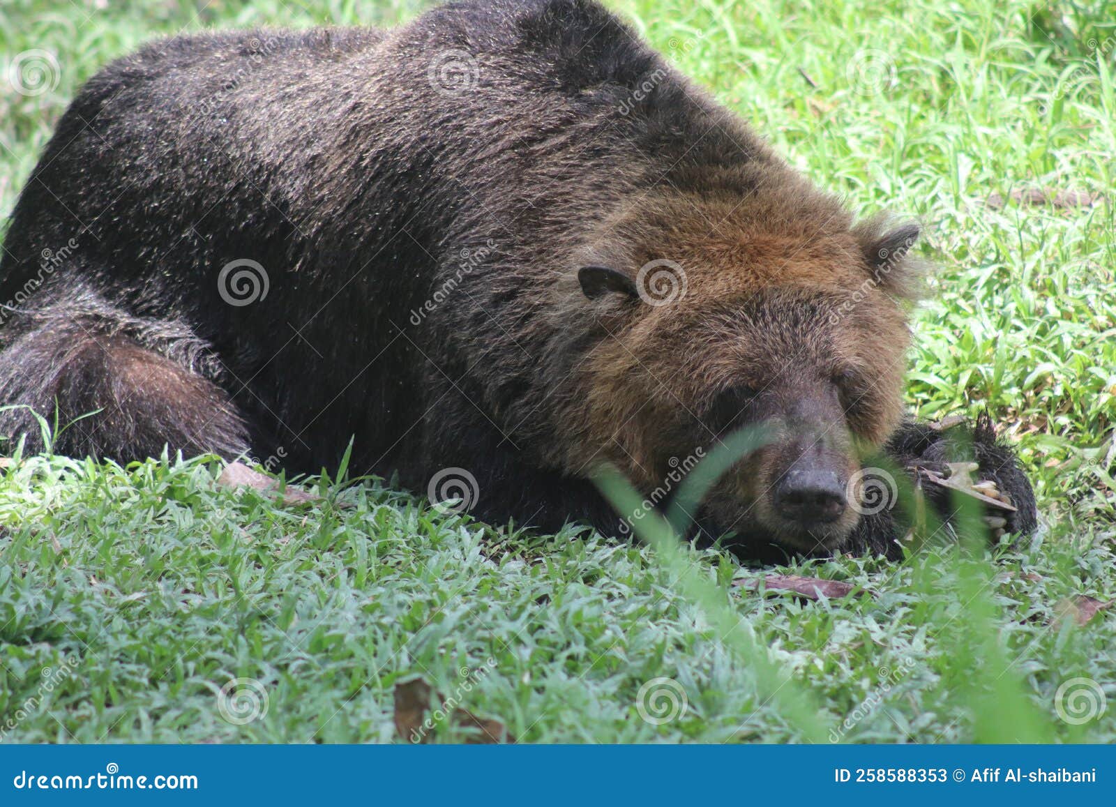 Brown Bear Relaxing on the Grass Stock Image - Image of deer, animal ...