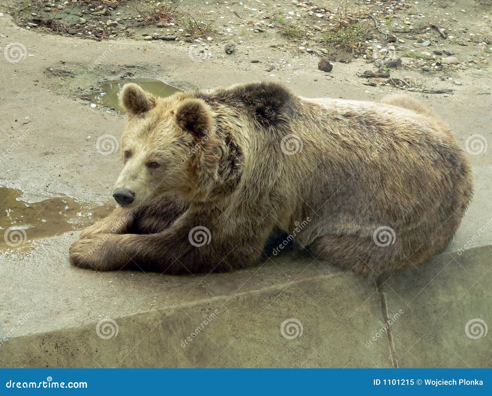 Brown bear resting stock image. Image of carnivore, huge - 1101215